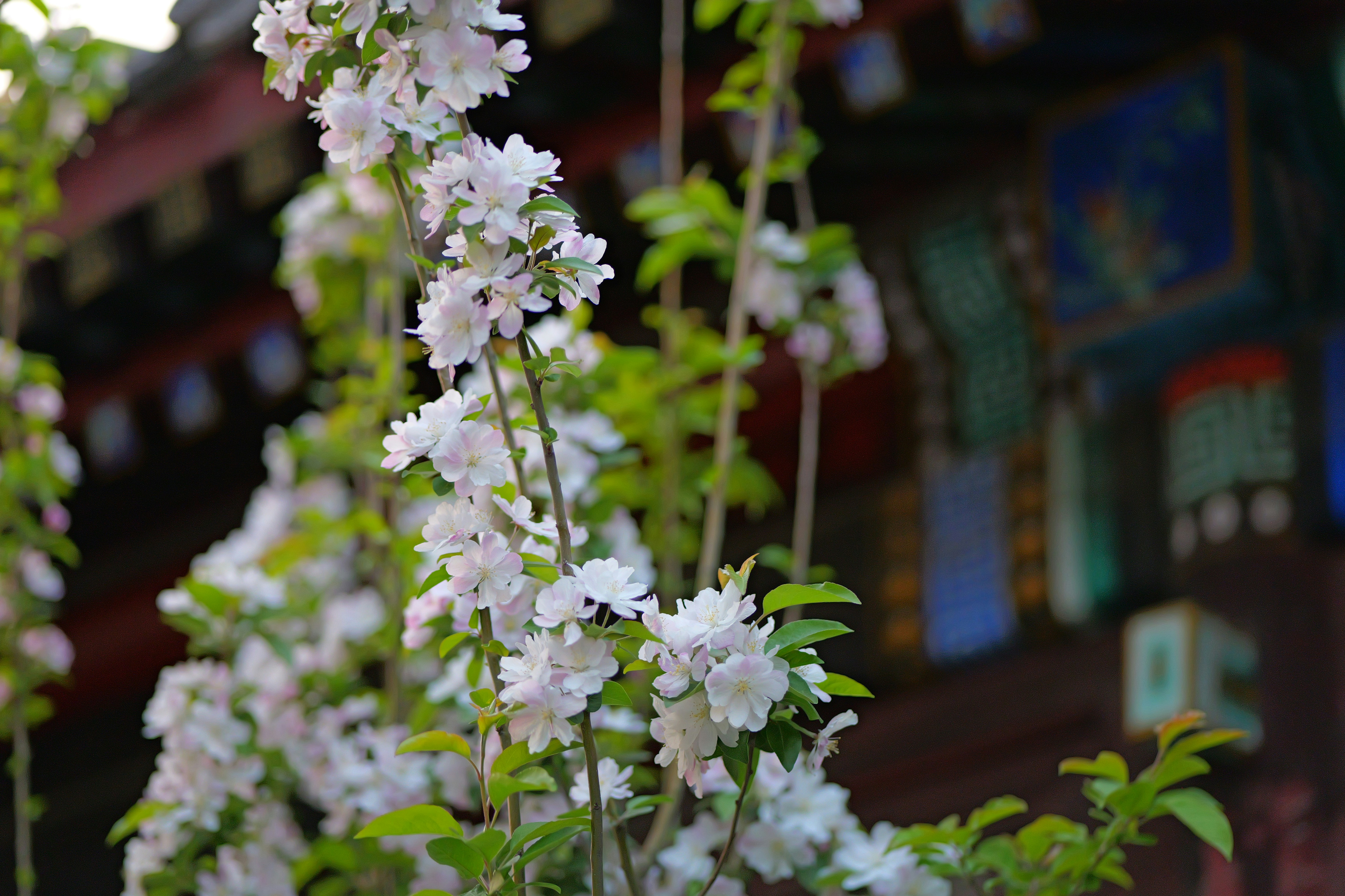 Blossoms in Focus Along an Ancient Façade