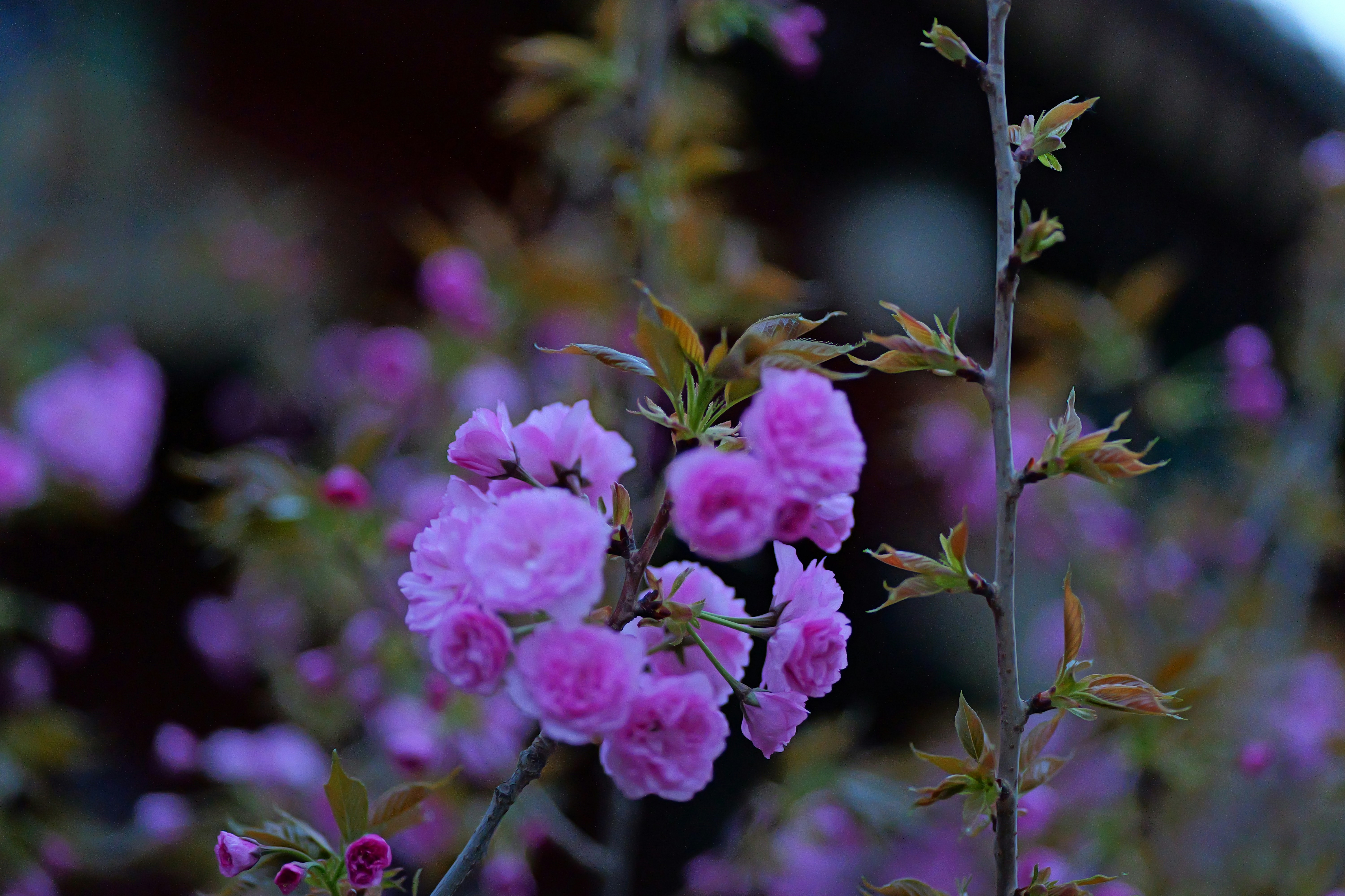 Pink Blooms in Soft Focus: Framing a Garden's Quiet Moment