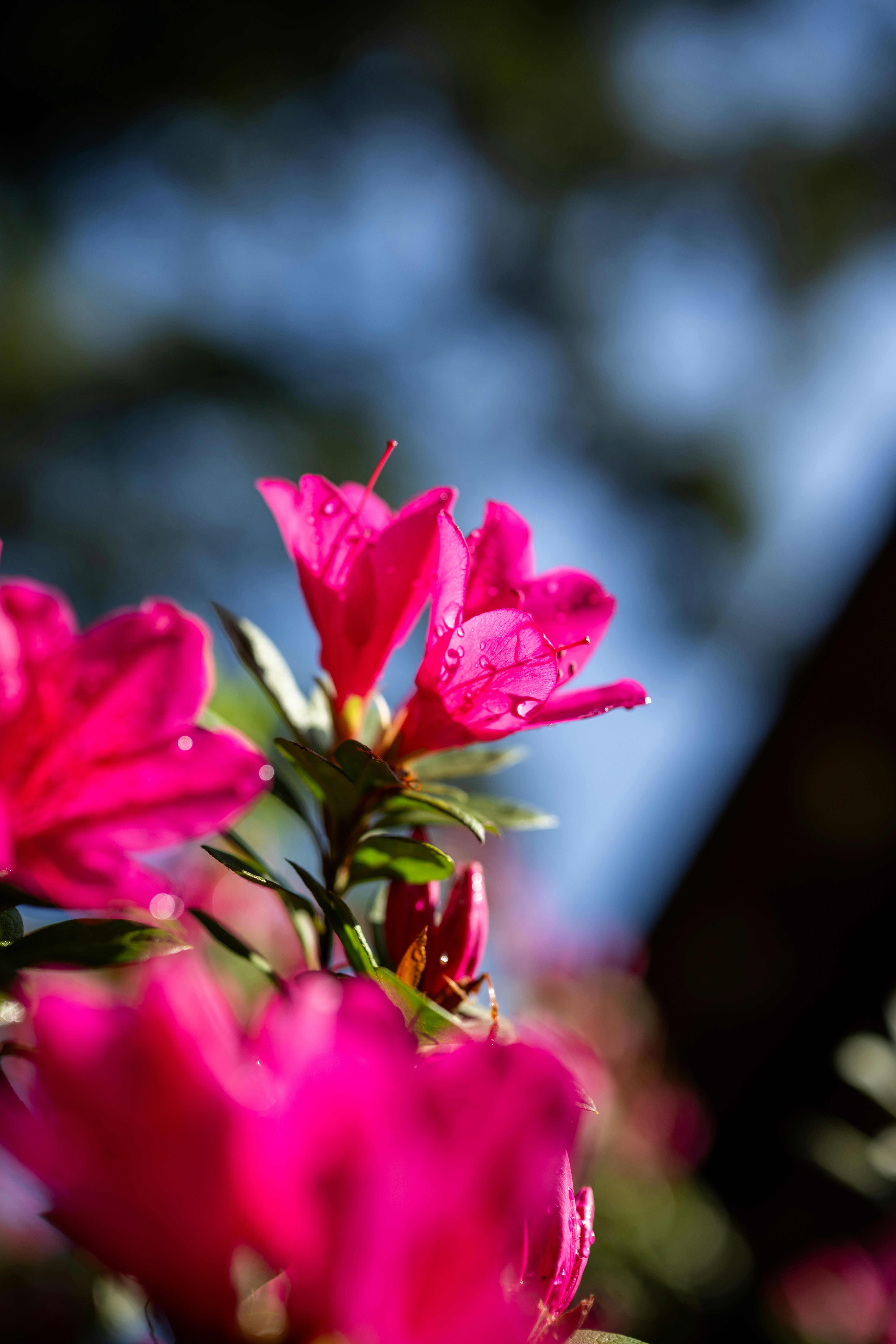 Pink Bougainvillea in Focus Against a Blurred Backdrop