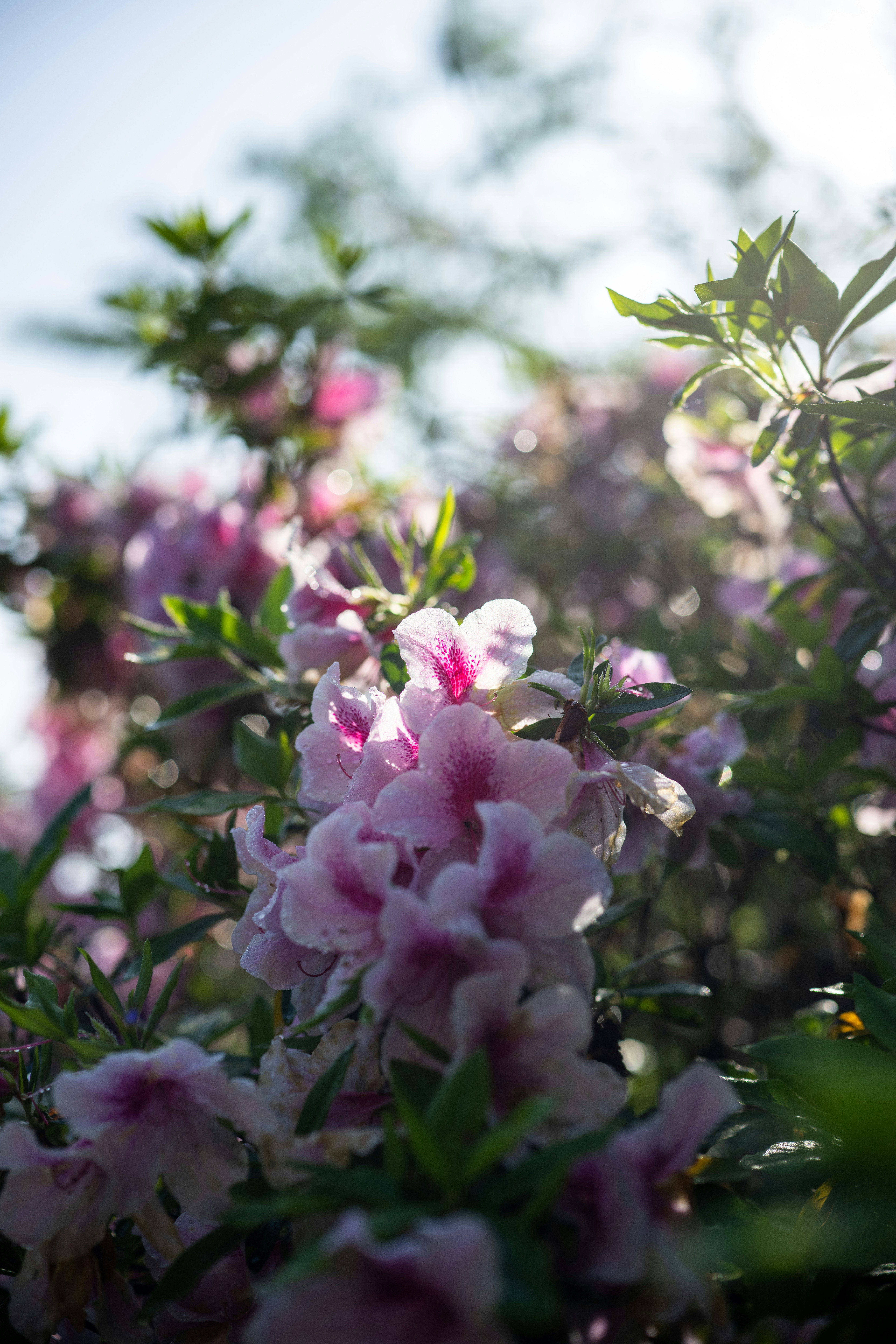 Pink Azaleas in Soft Backlight Bloom