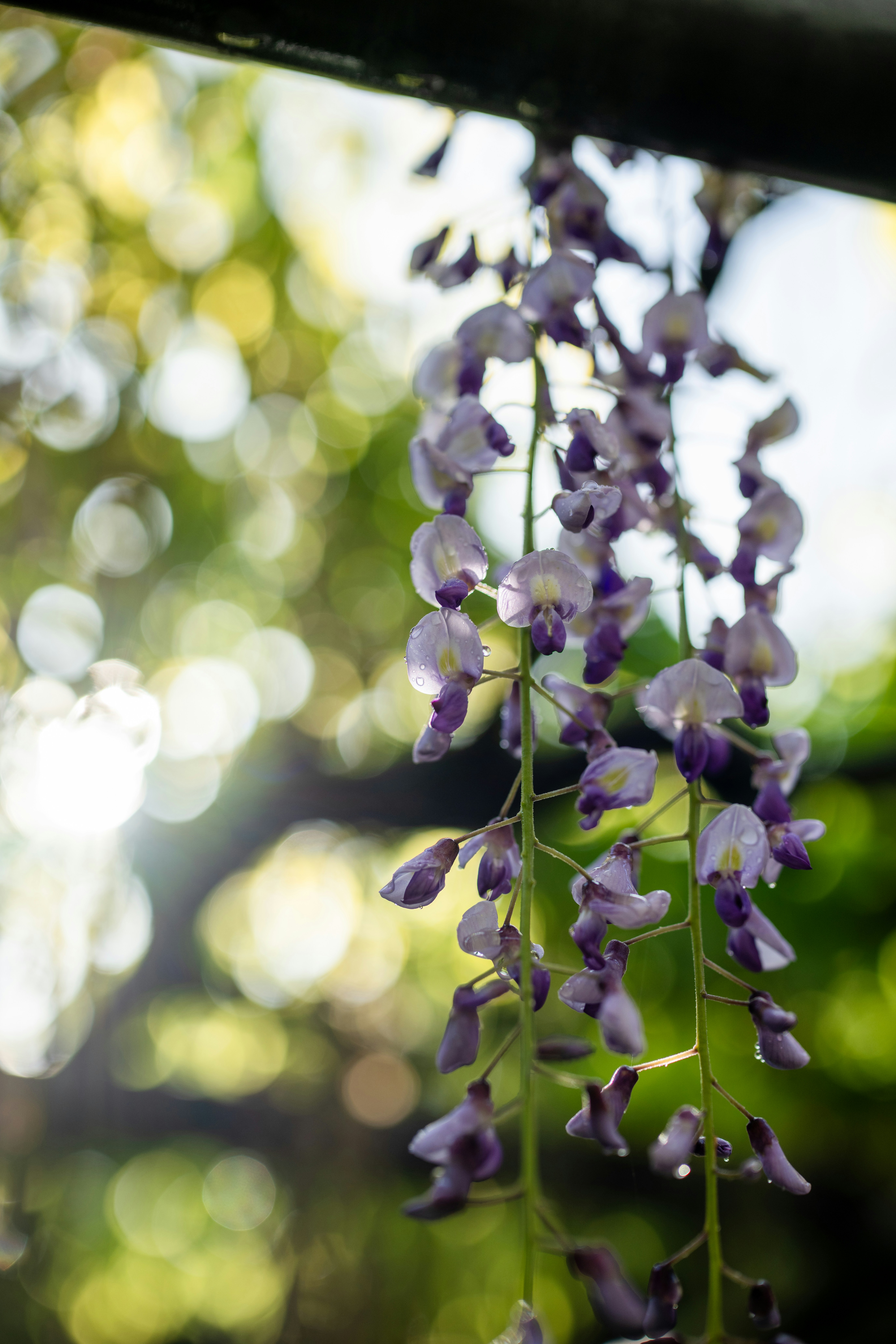 Blooming Constellation: Violet Wisteria in Soft Backlight