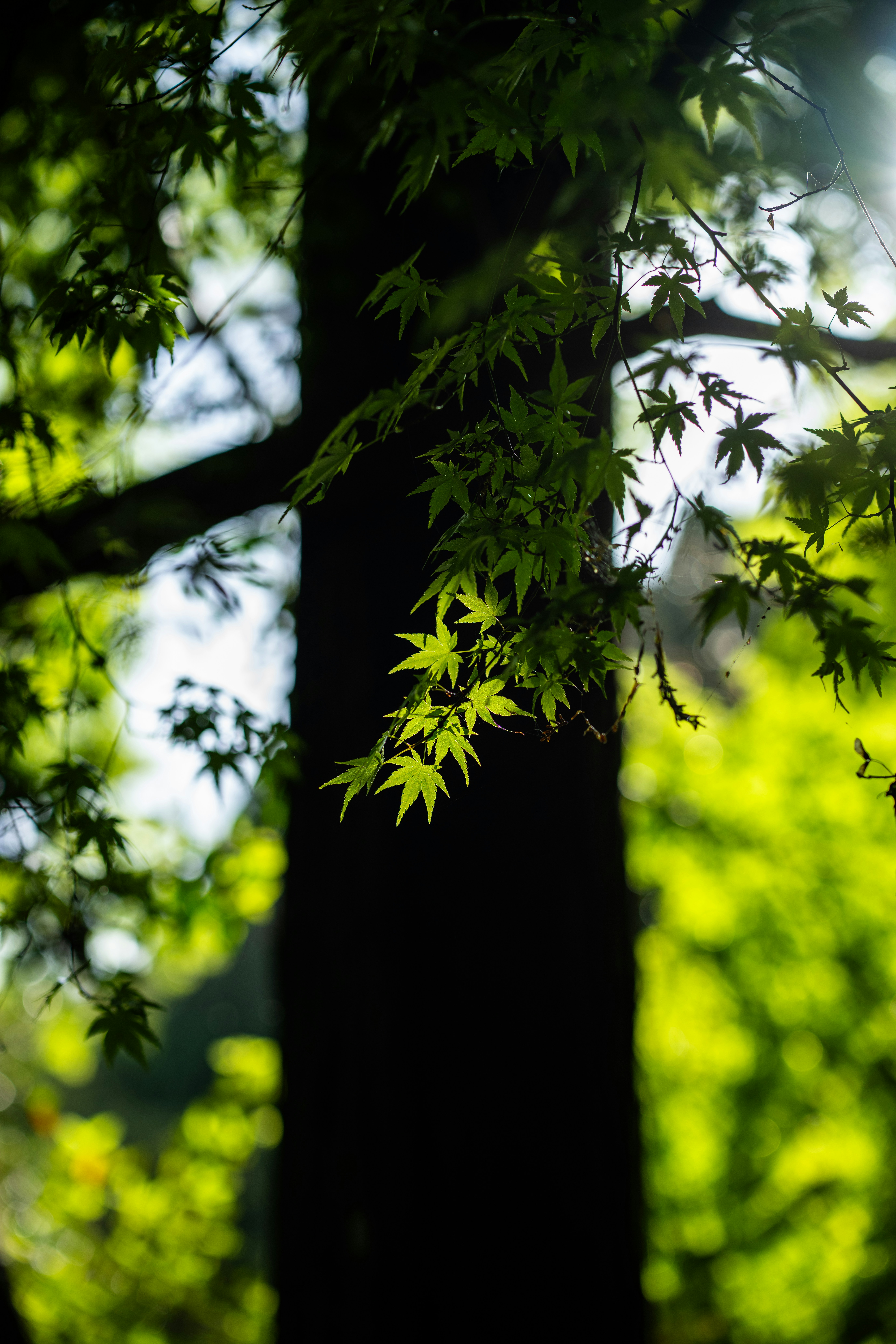Dappled Maple Cascade: Sunlit Leaves against a Shadowed Trunk