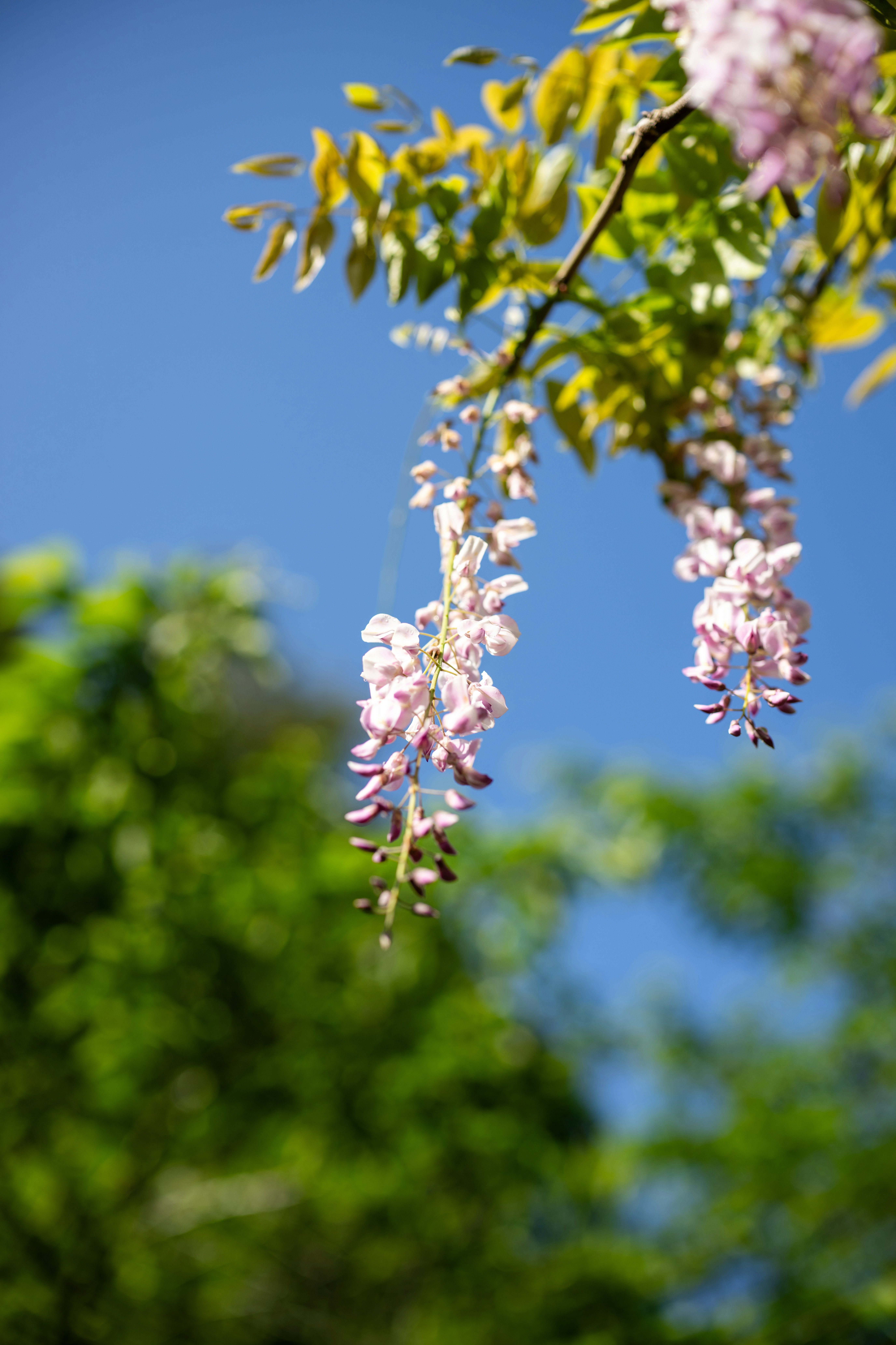 Pink Wisteria Droplets Against a Clear Sky