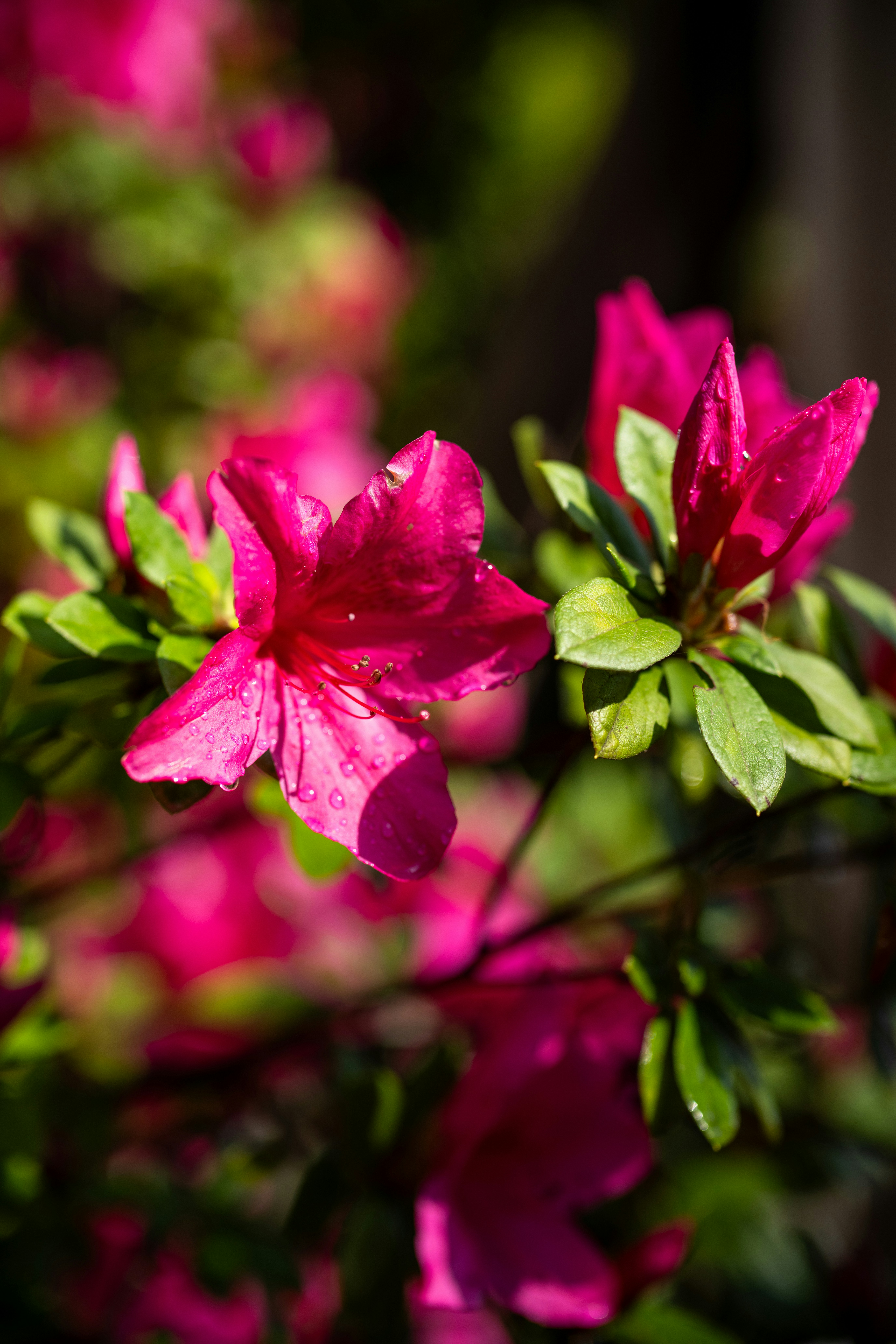 Petals in Focus: A Ruby Pink Azalea Wink