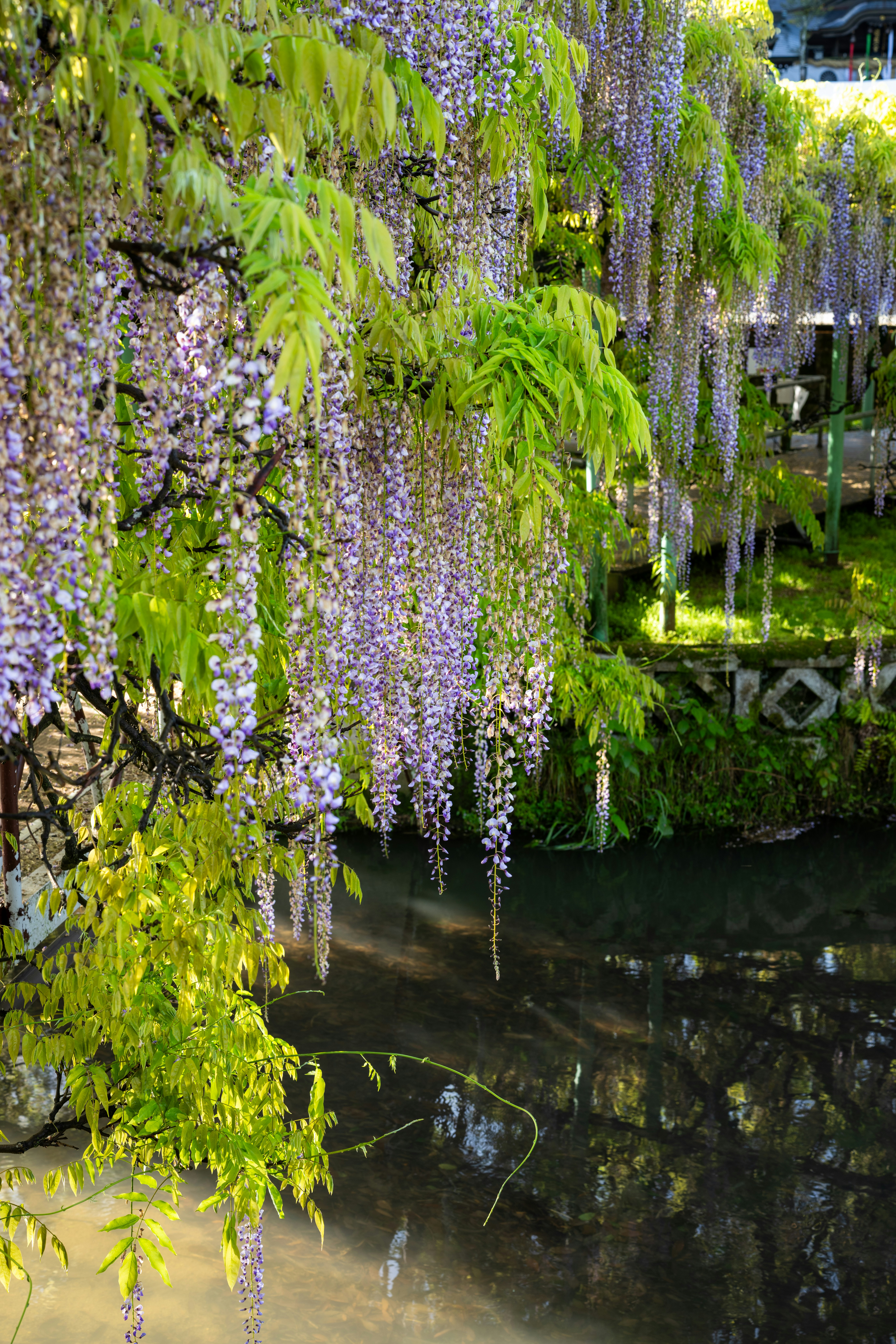 Purple Wisteria Tresses Over a Tranquil Waterway