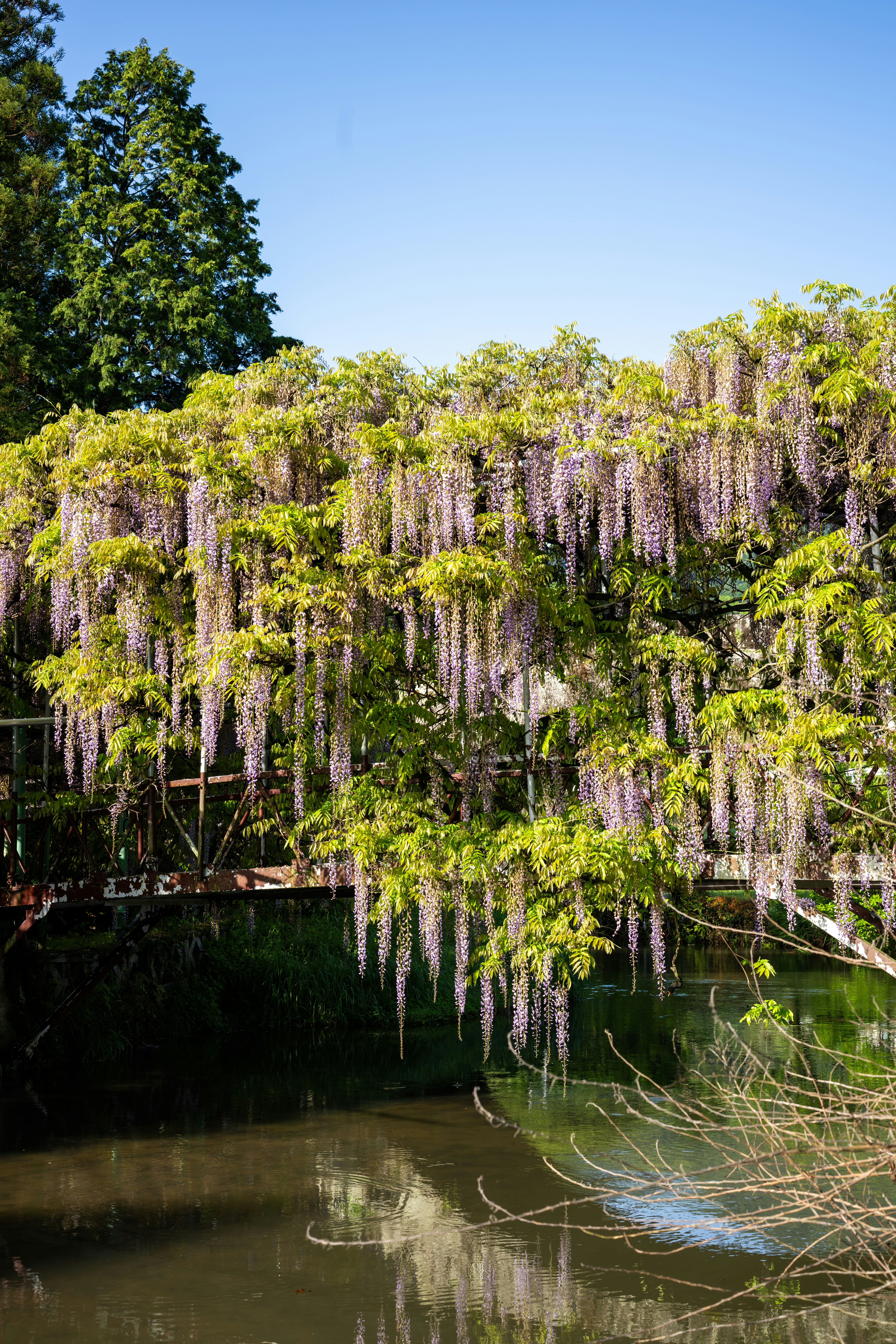 Cascade of Lilac Wisteria Over a Tranquil Waterbank
