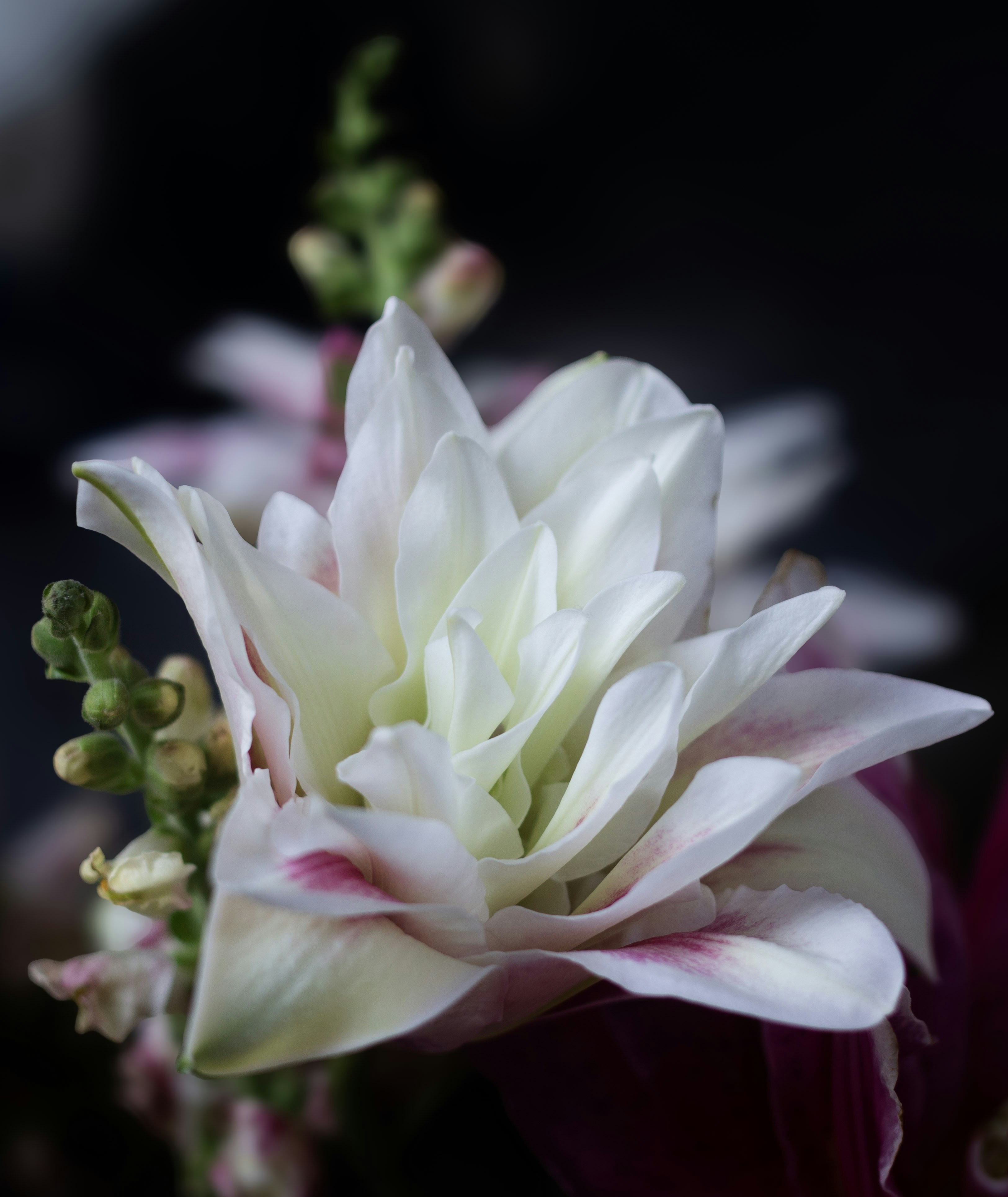 White-rose bloom with pink-tinged petals in a shallow vignette