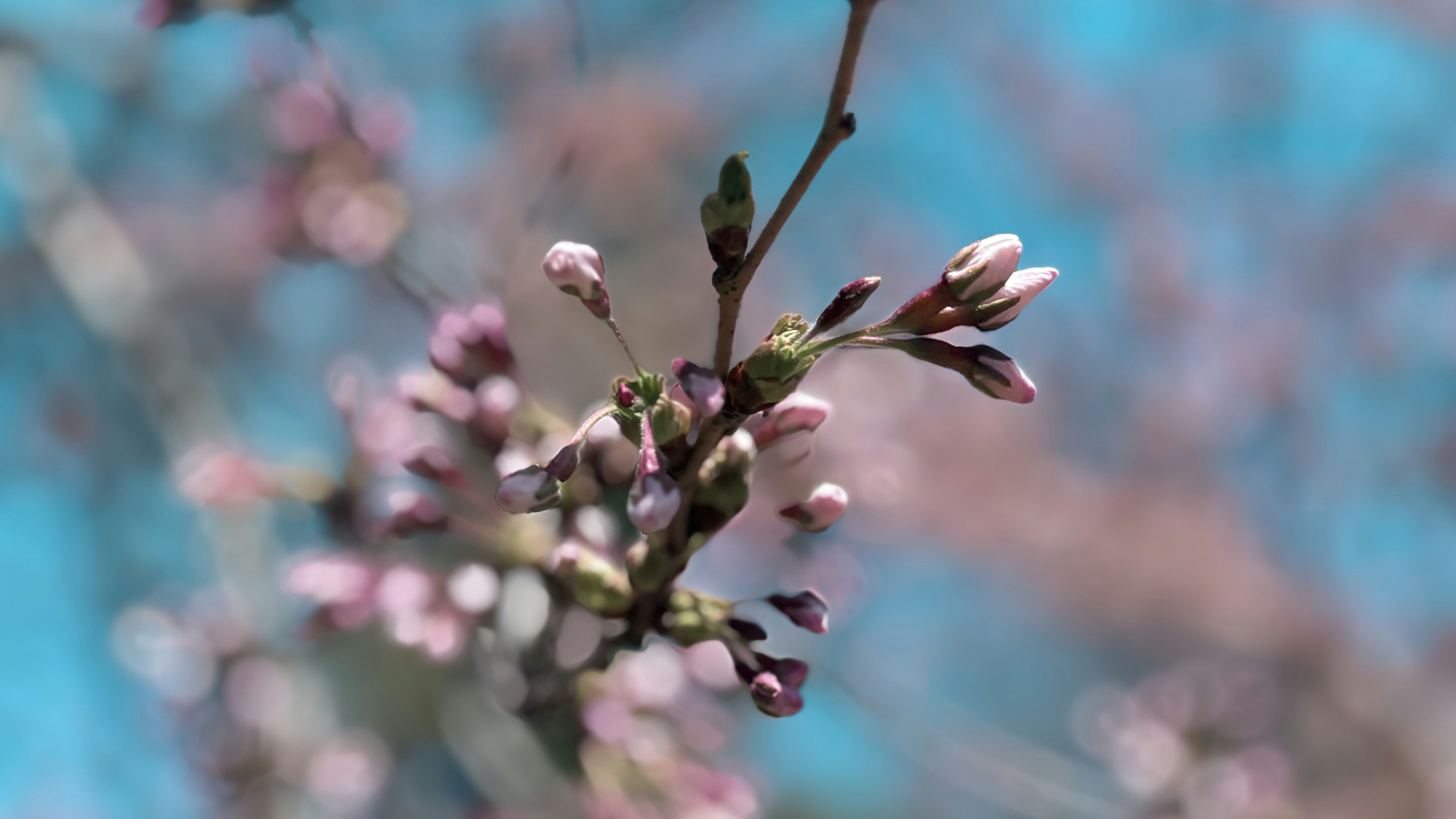 Blossom in Soft Focus: A Hint of Spring