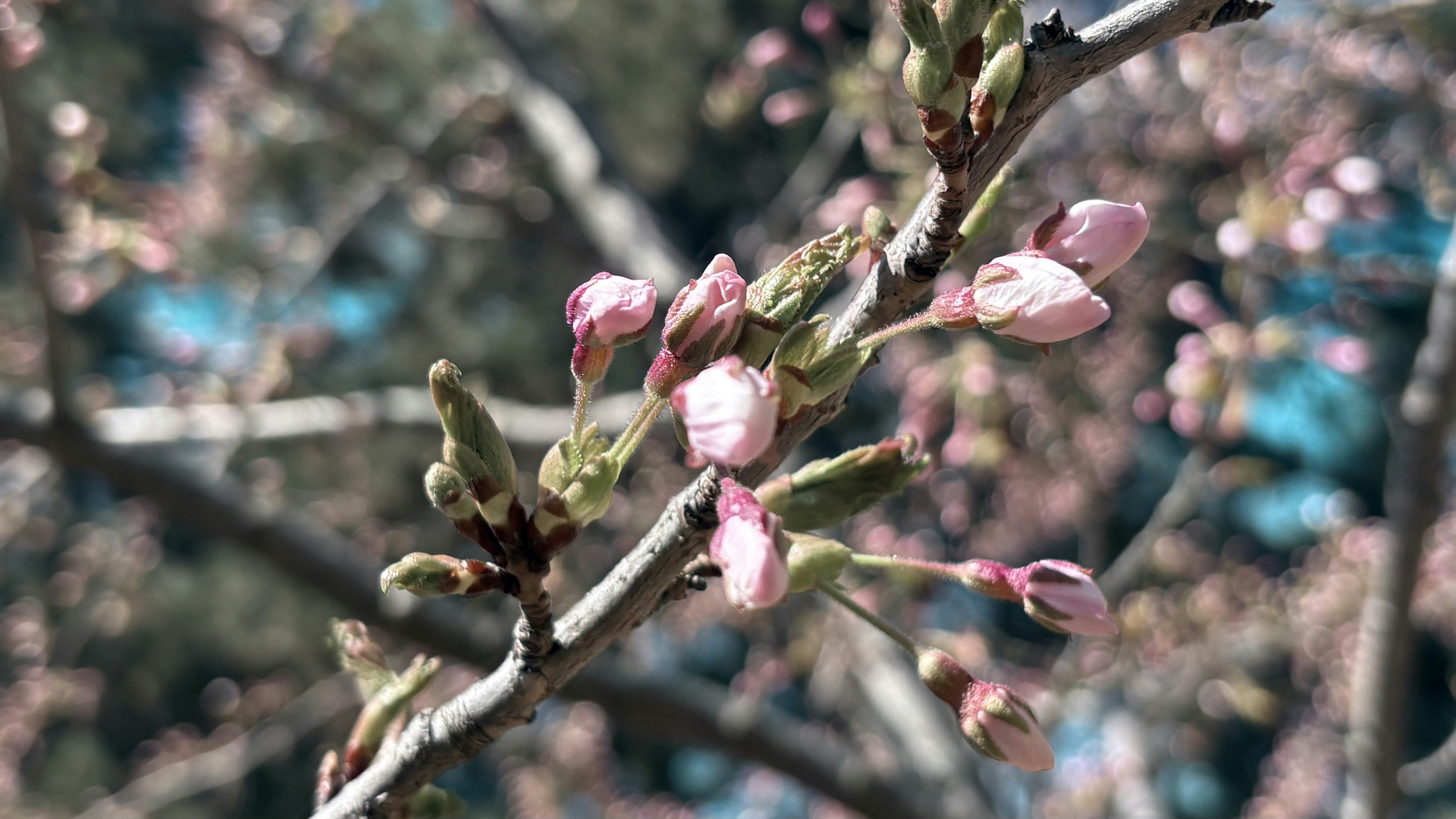 Blooming Pink Buds on a Spring Branch