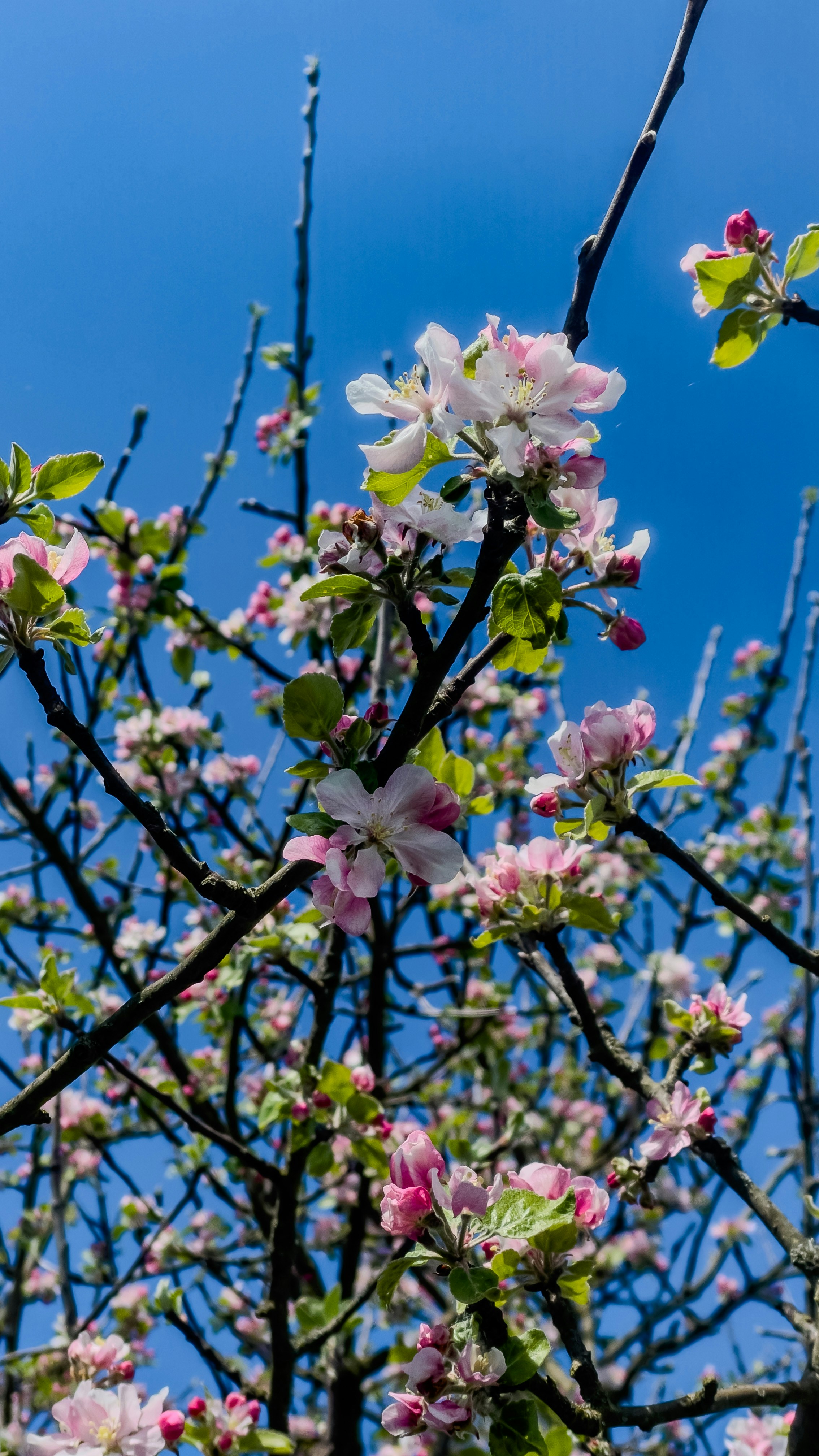 Pink blossoms Reach for a Brilliant Blue Sky