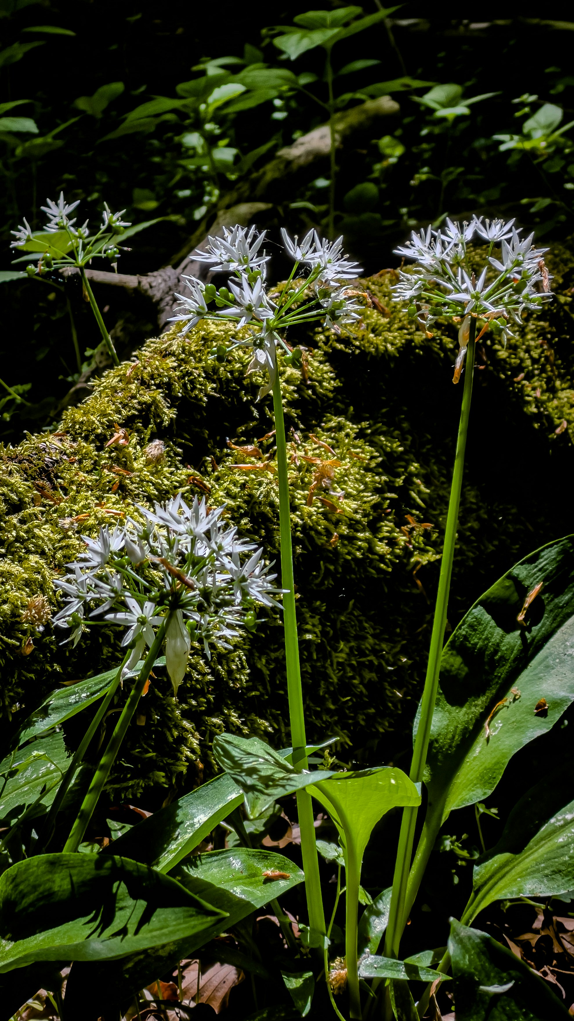 Snow-white Umbrellas: Delicate Alliums Rising from a Mossy Bed