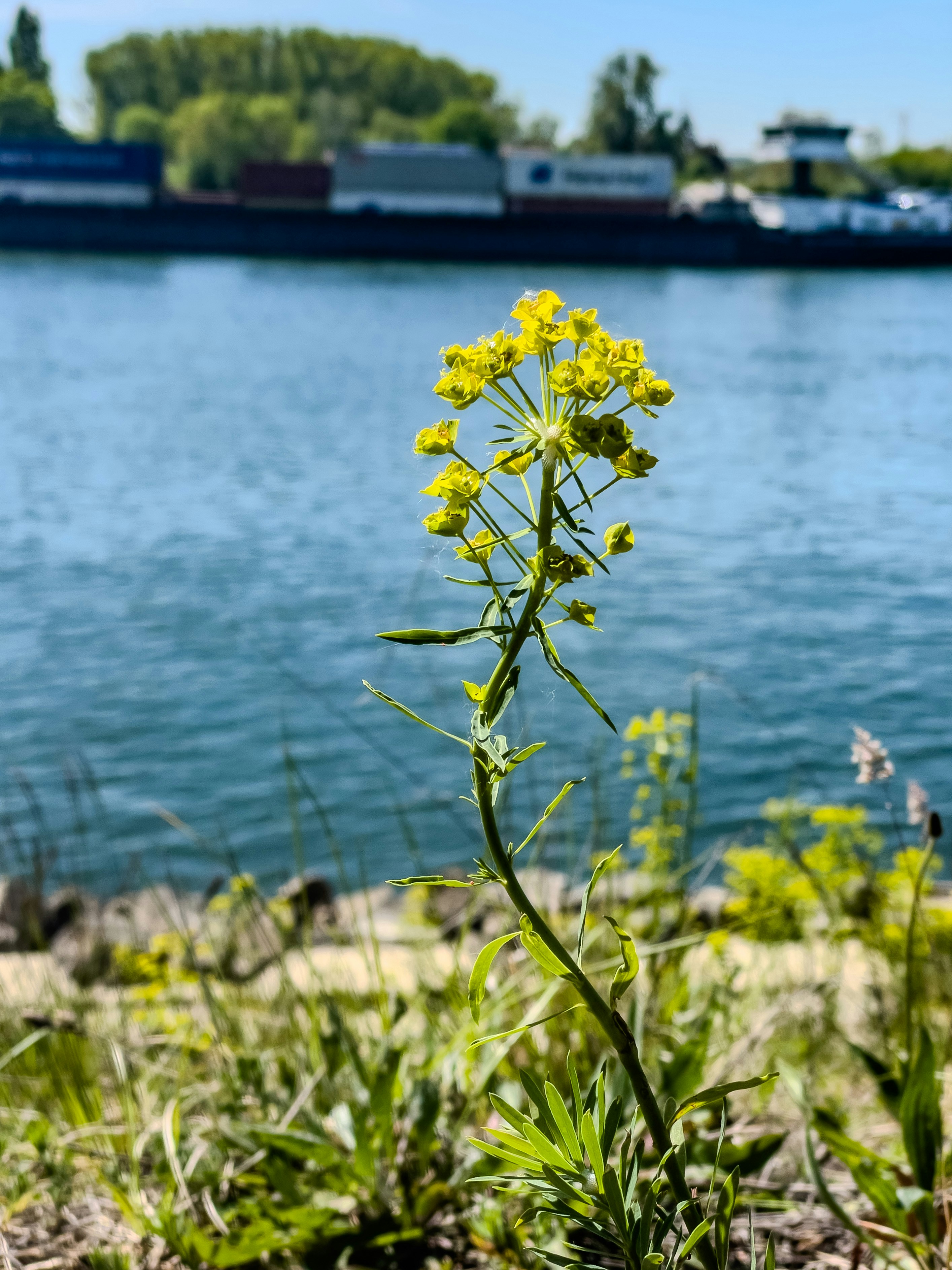 Yellow wildflower against a tranquil waterfront