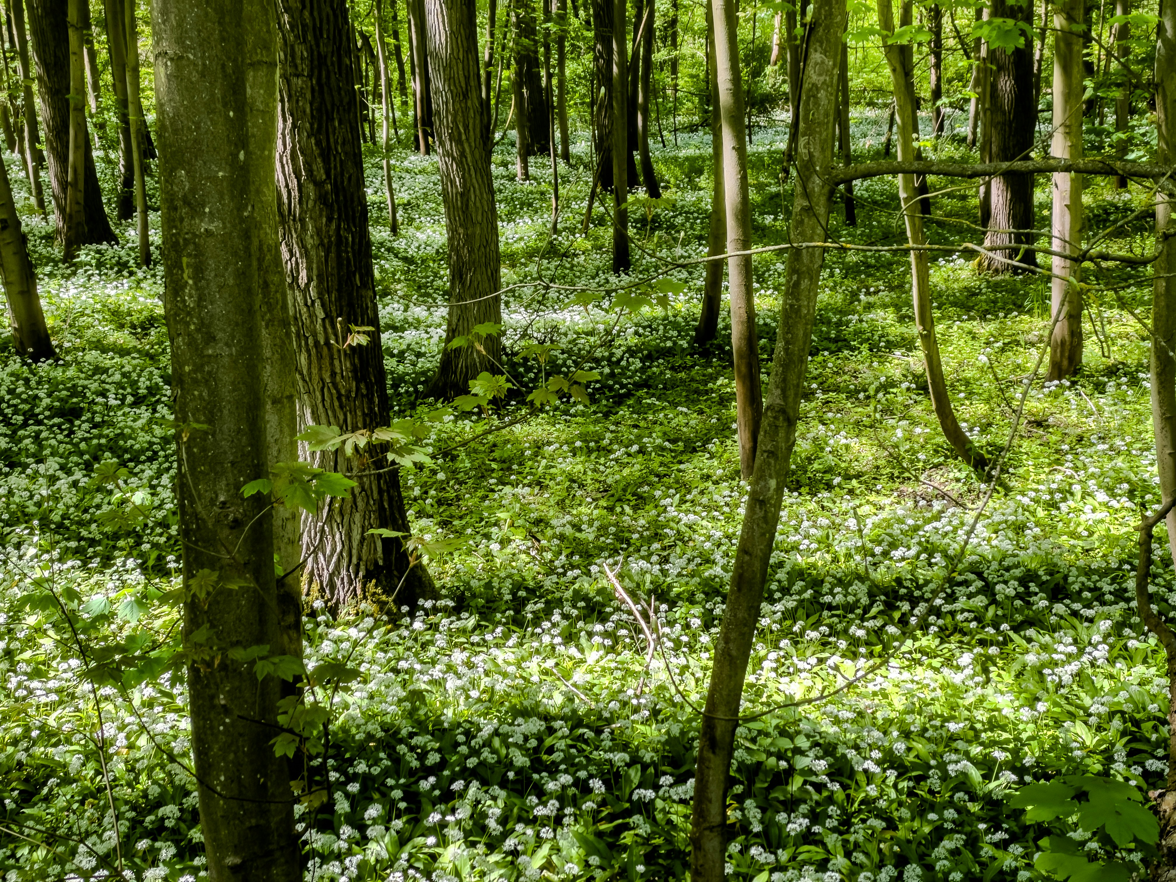 Moonlit carpet: white flowers weave through a quiet forest