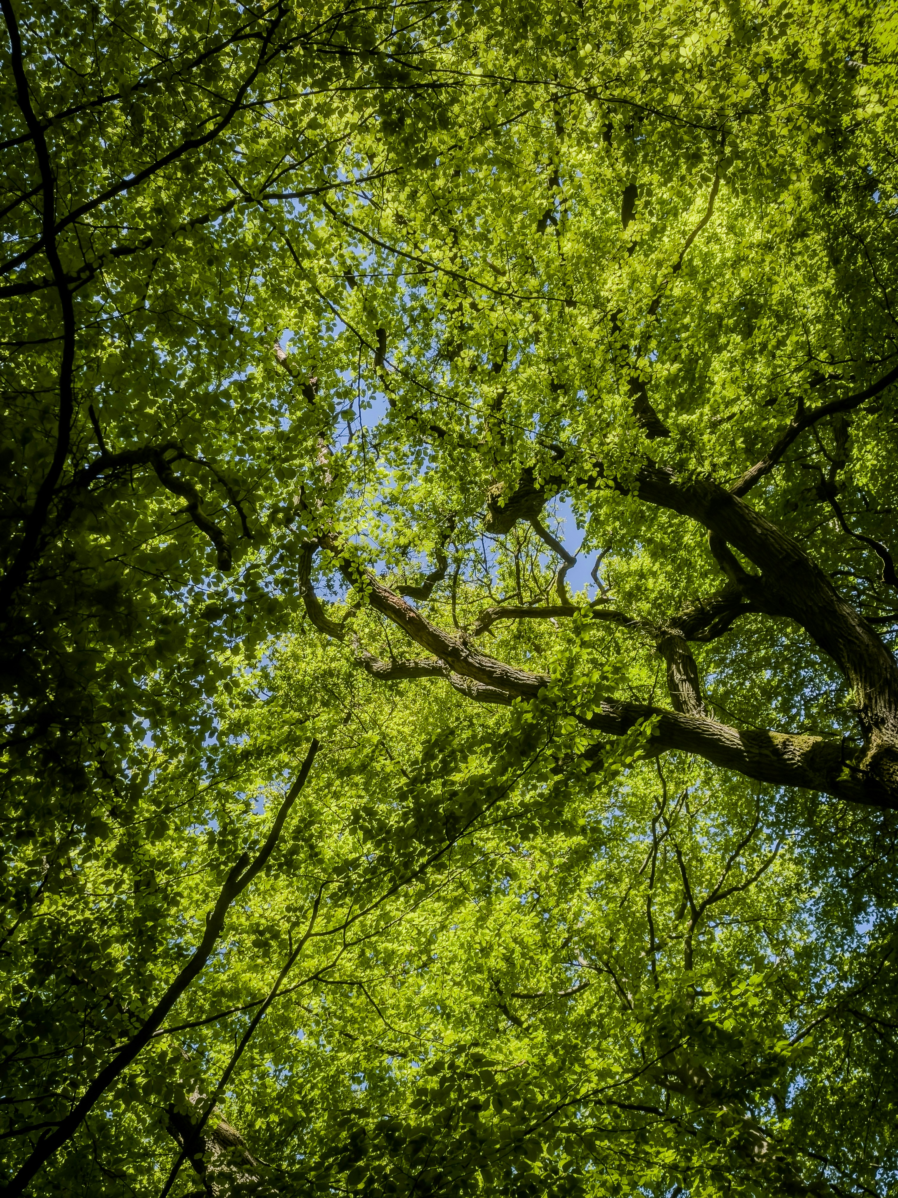 Canopy Constellation: Sunlit Green Roof of Leaves