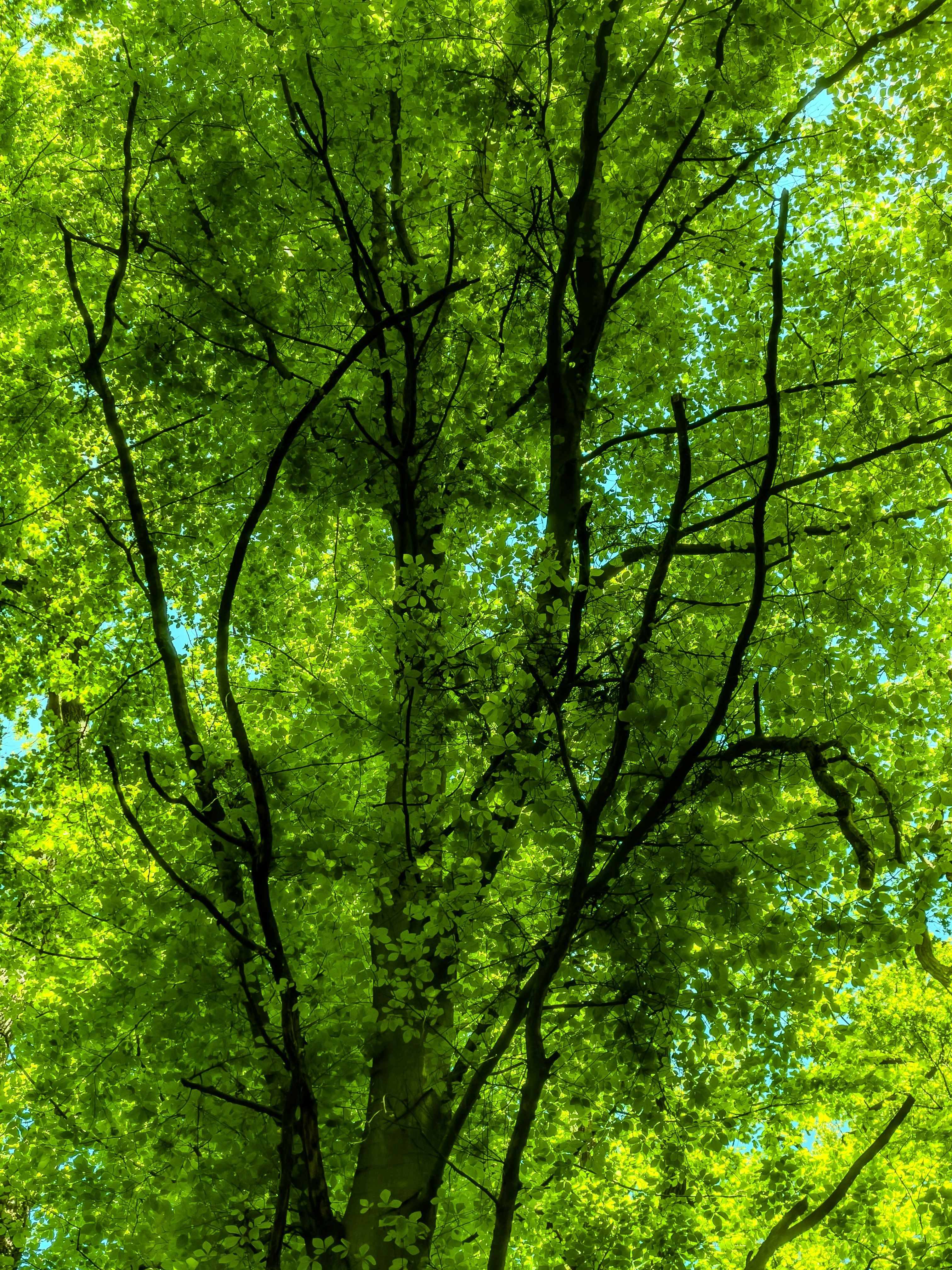 Verdant Canopy: Sunlight Filtered Through Fresh Green Foliage