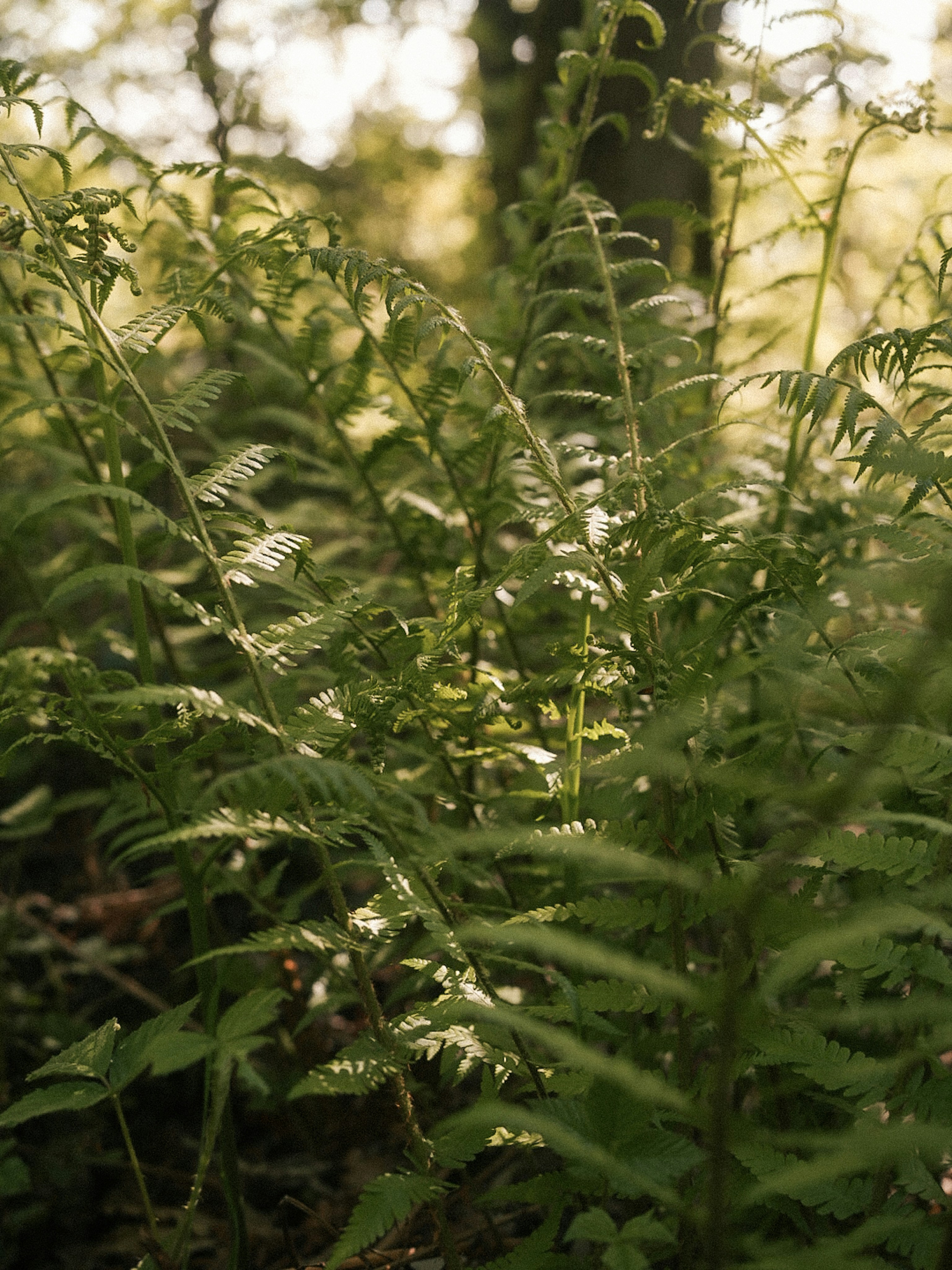 Sunlit Ferns in the Quiet Understory