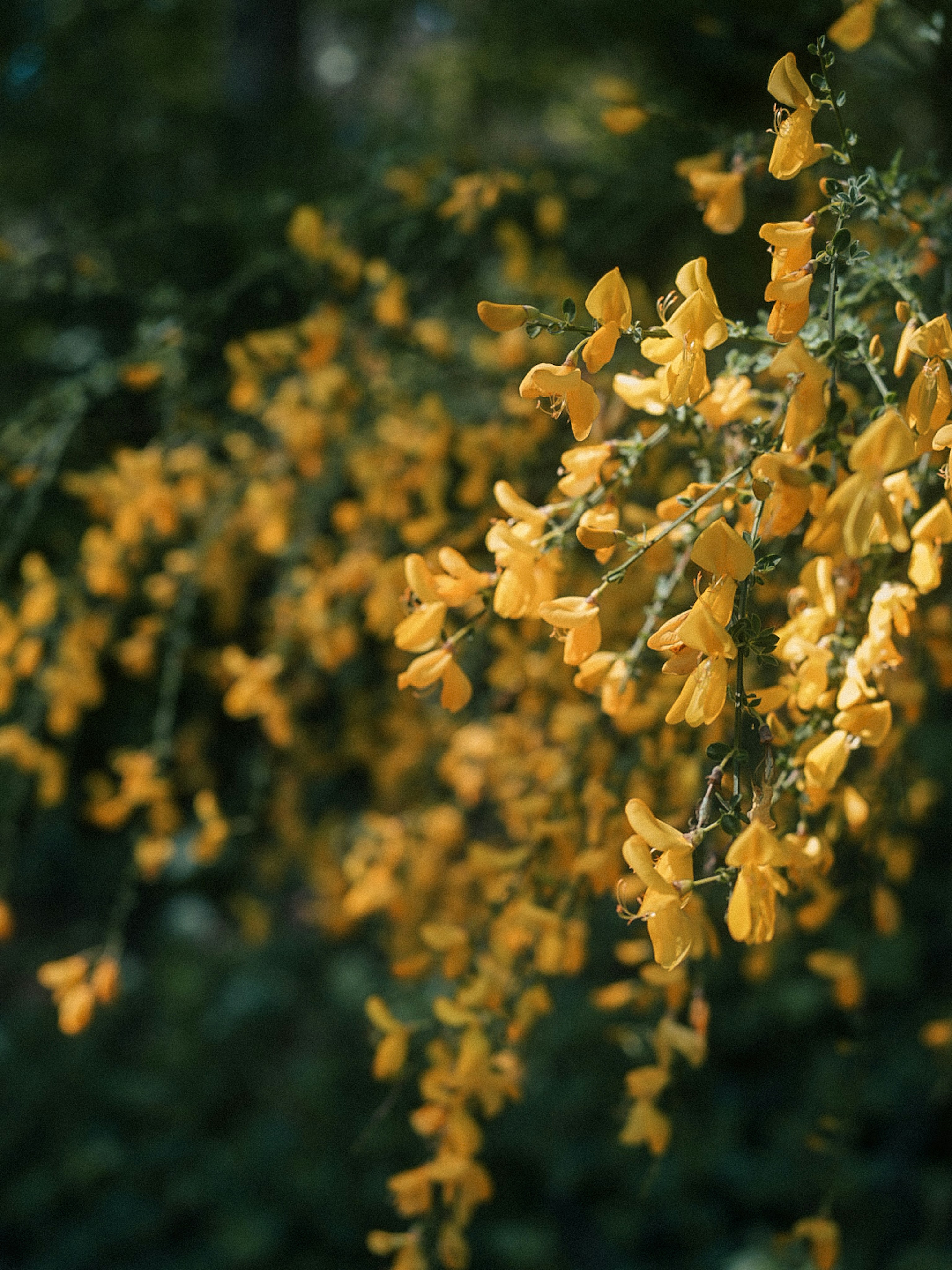 Golden Cascade: A Row of Amber Blooms in Soft Focus Light