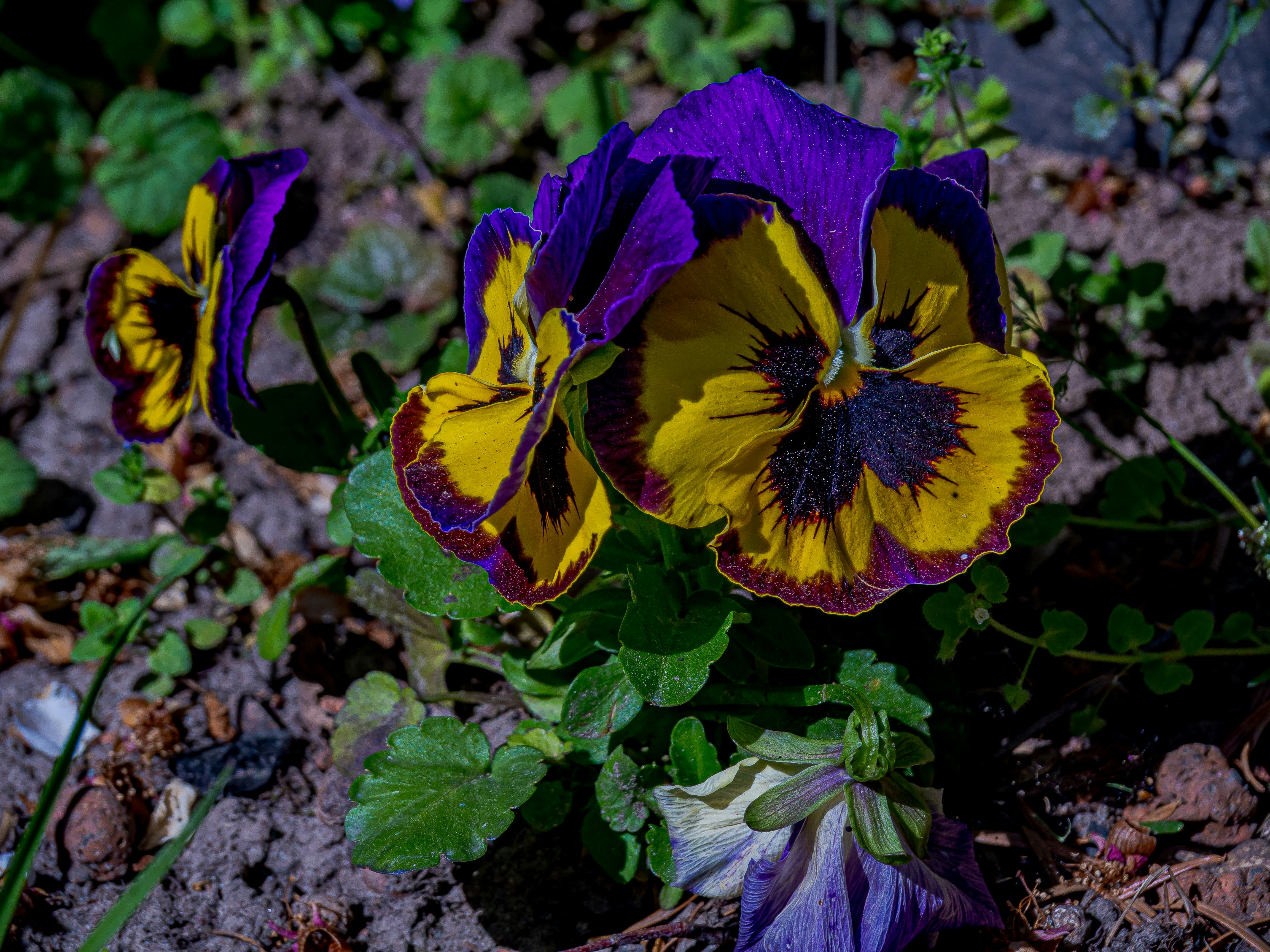Violet-Yellow Petals in a Quiet Garden Bed