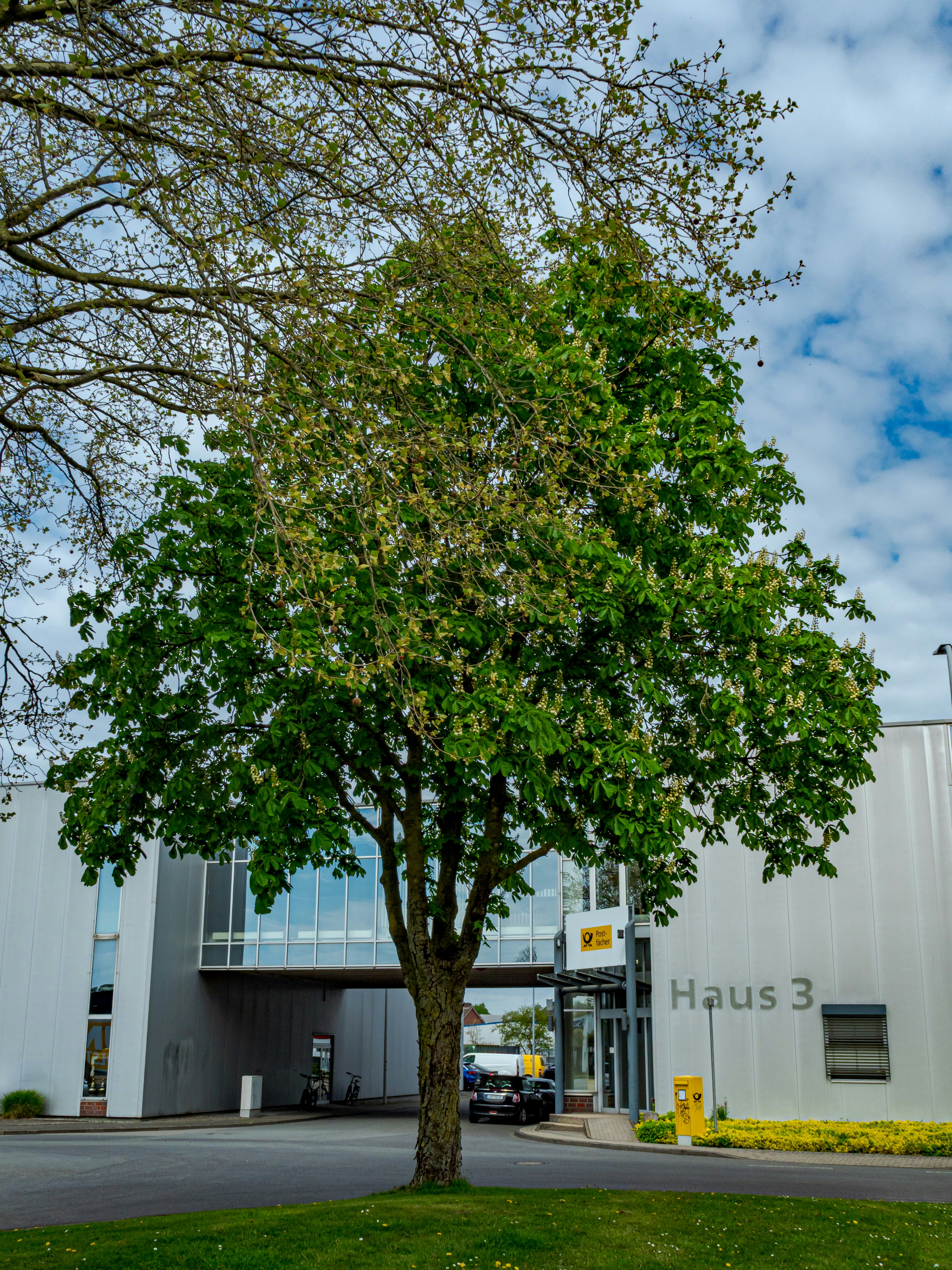 Tree centerpiece at the entrance of Haus 3