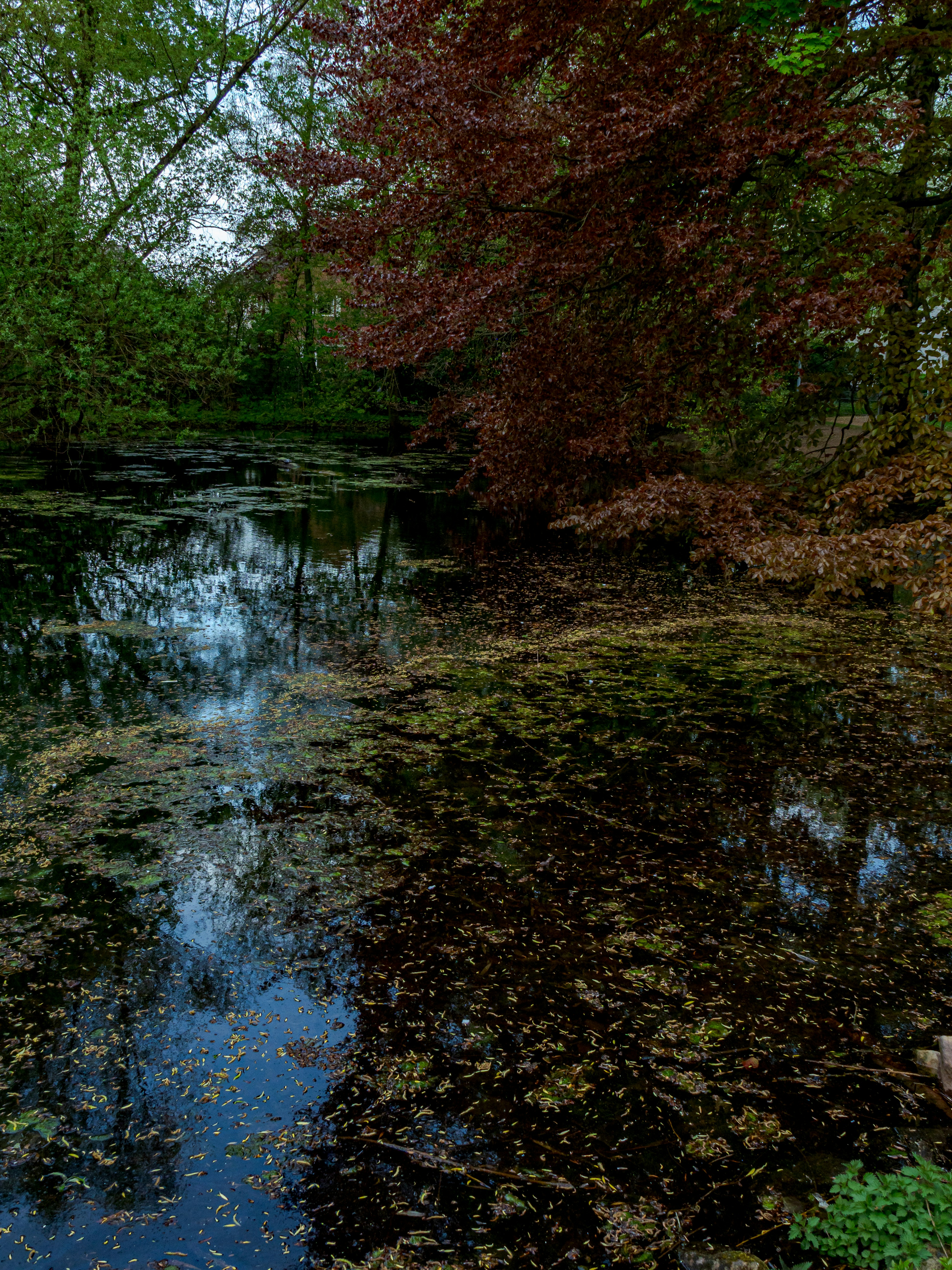 Mirror of Autumn: A Quiet Pond Surrounded by Reflective Canopy