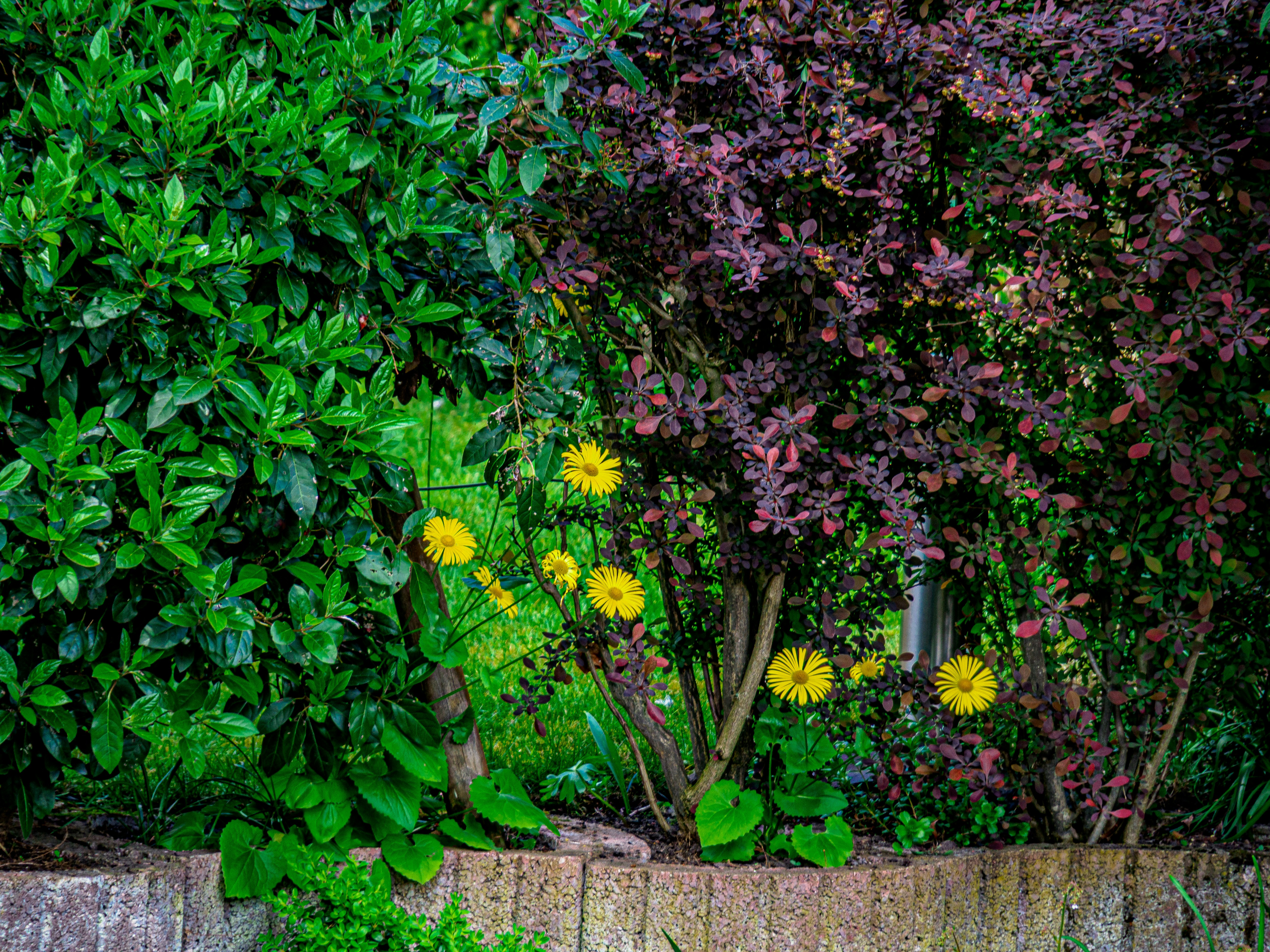 Yellow Dandelions at the Edge of a Leafy Garden