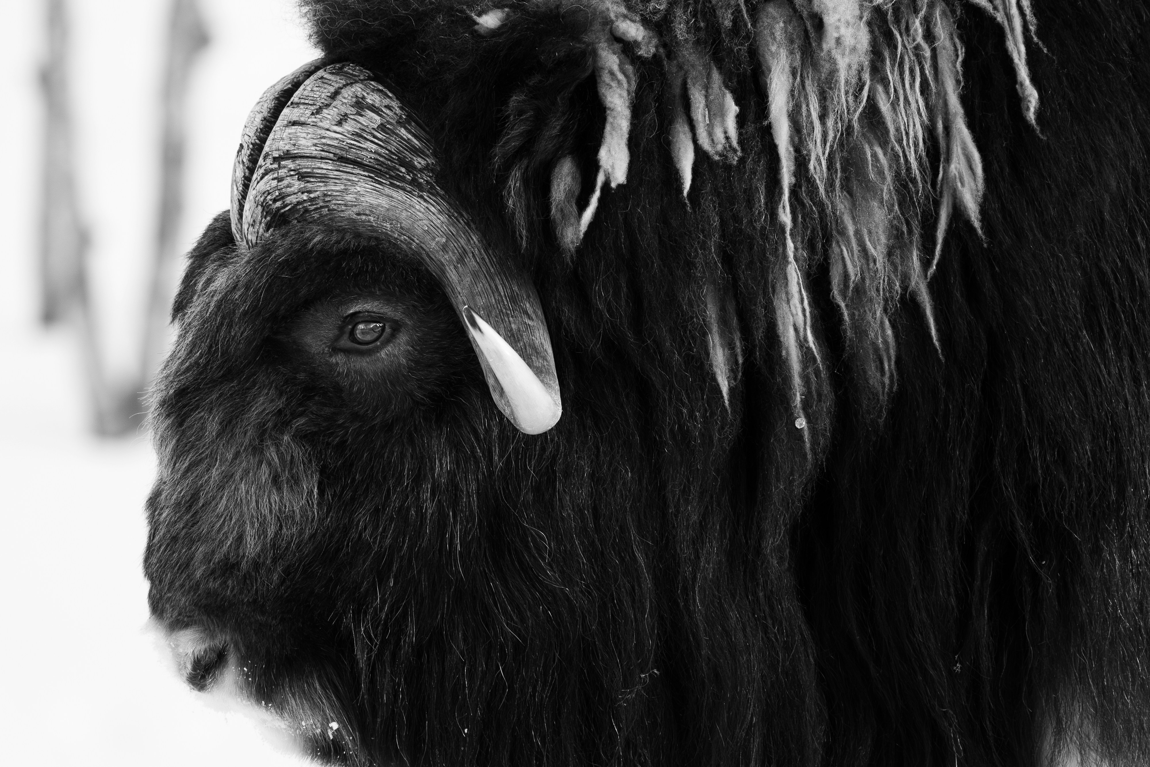 Close-up of a woolly bison’s eye and horn within shadowed hide