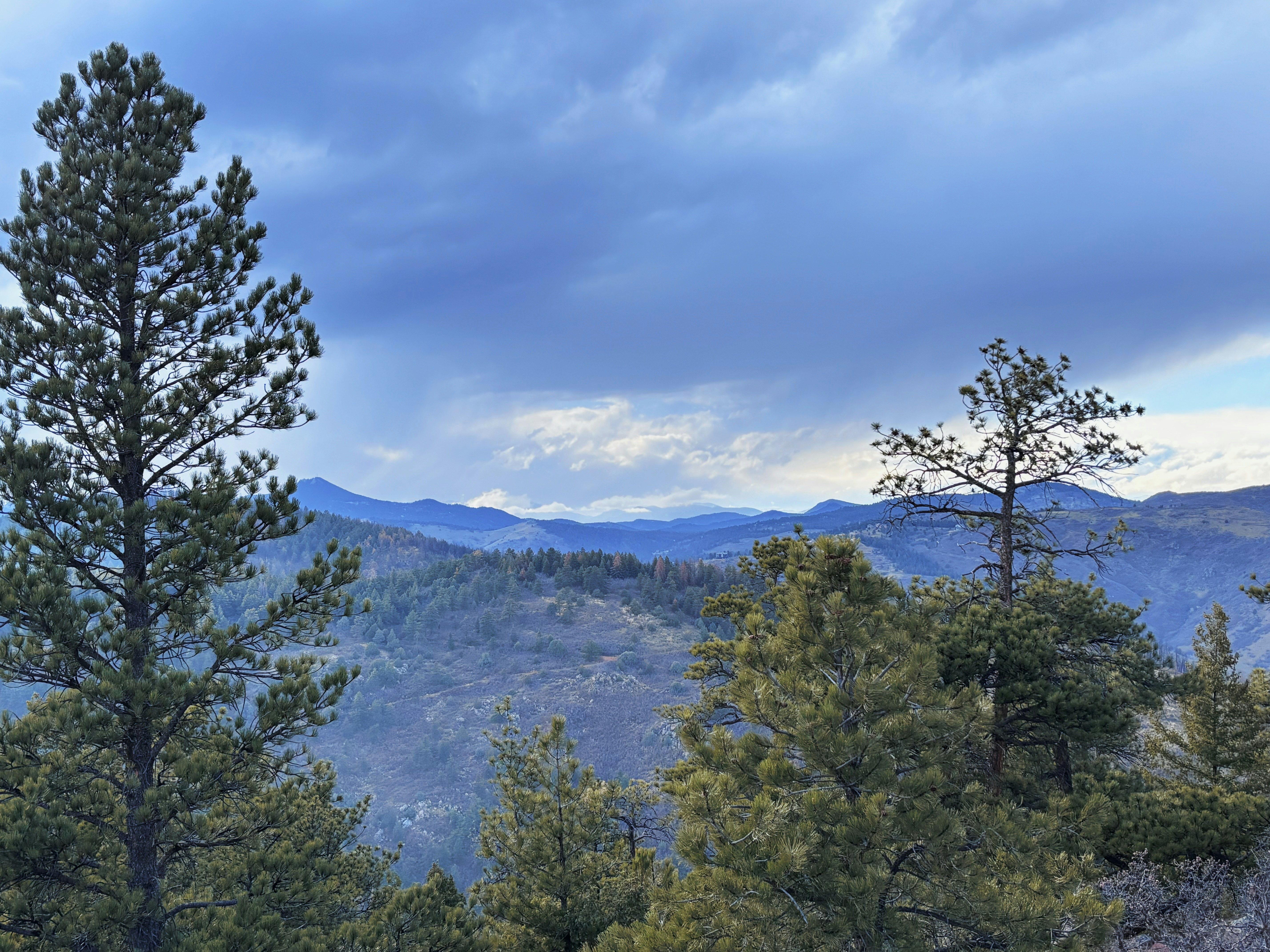 Mist at the Ridge: Pine silhouettes over a rolling canyon
