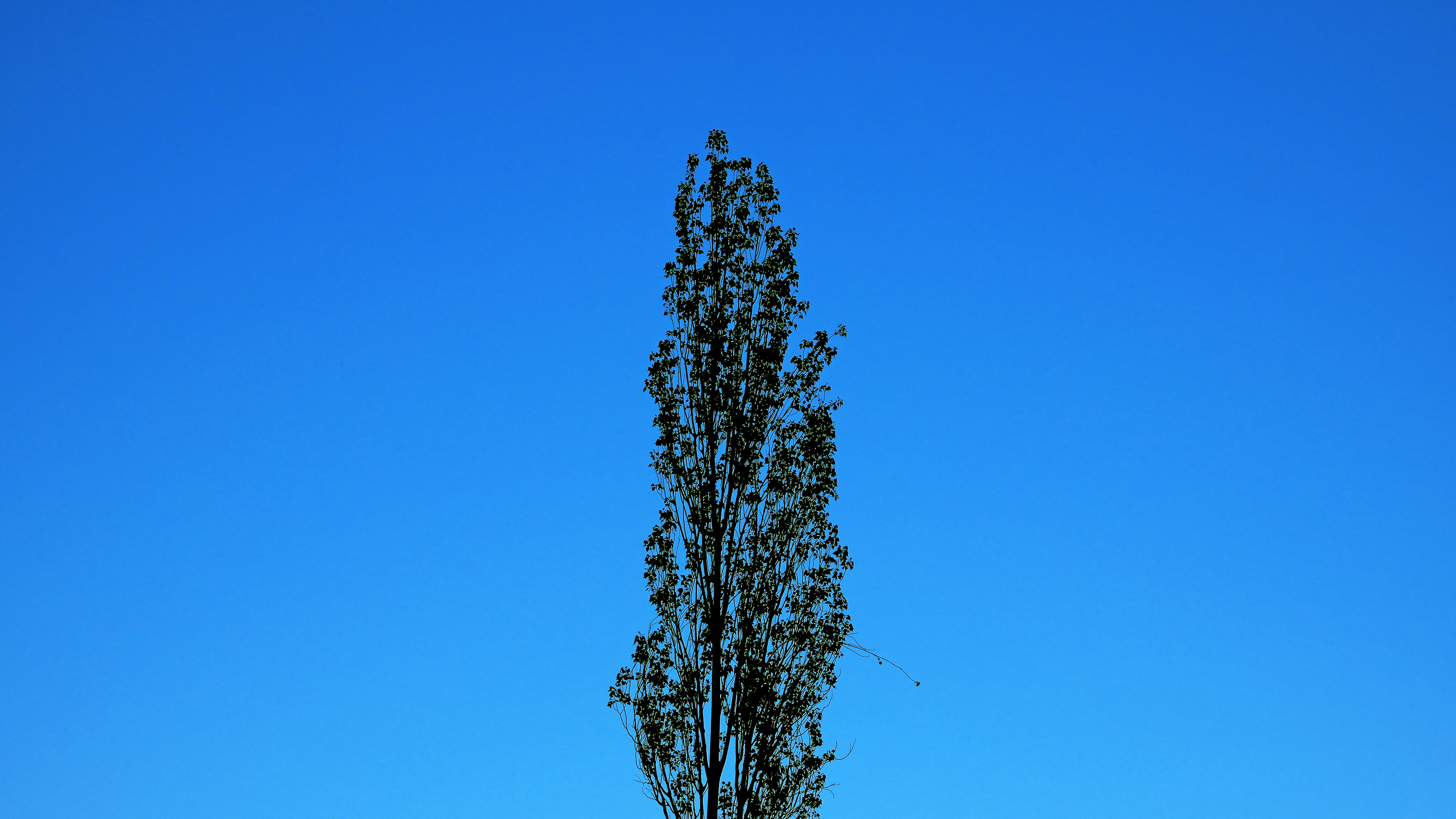 Slim Linden Against a Cerulean Arc