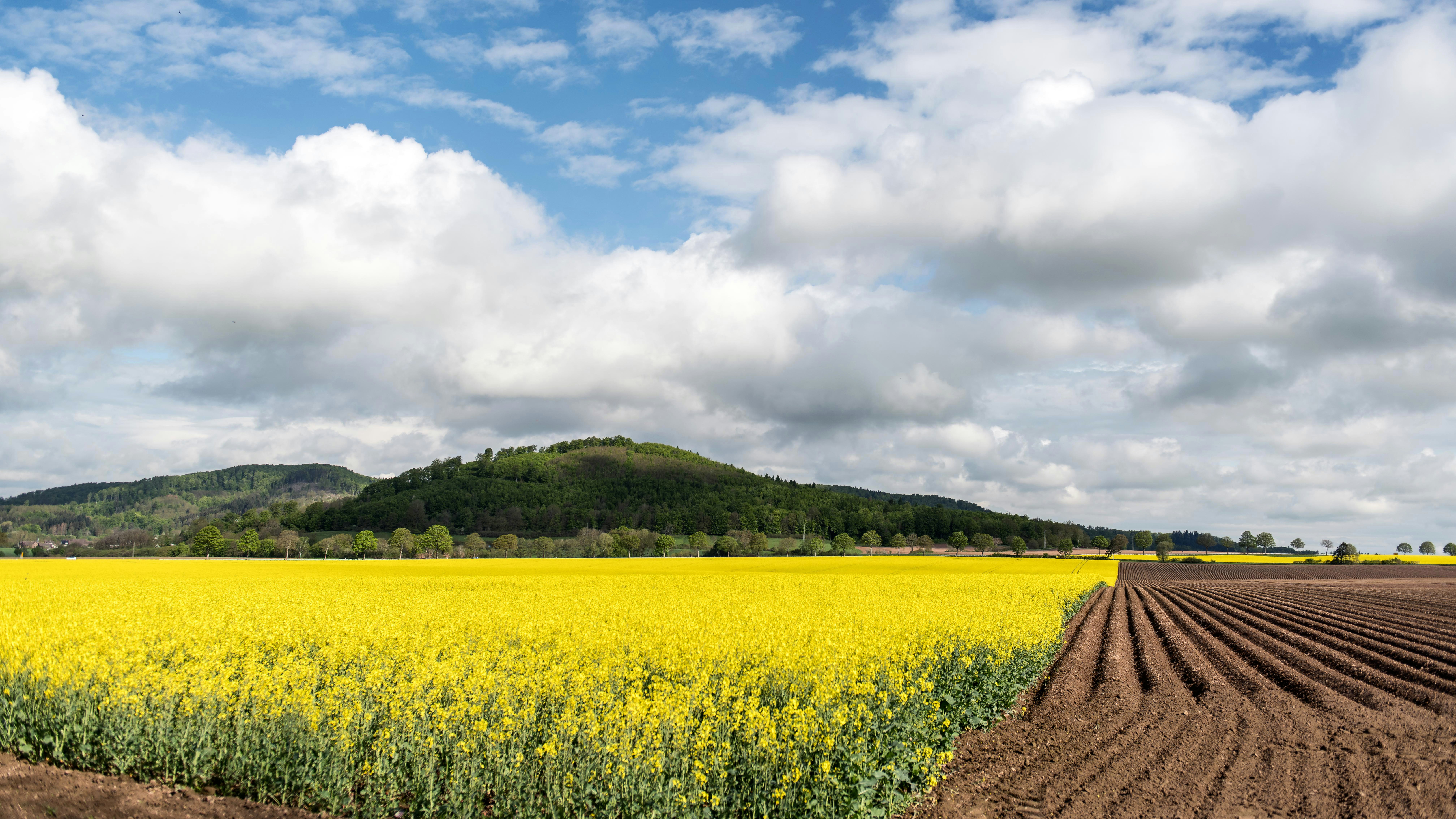 Gold Field Horizon: Canola Bloom Against a Rolling Heath