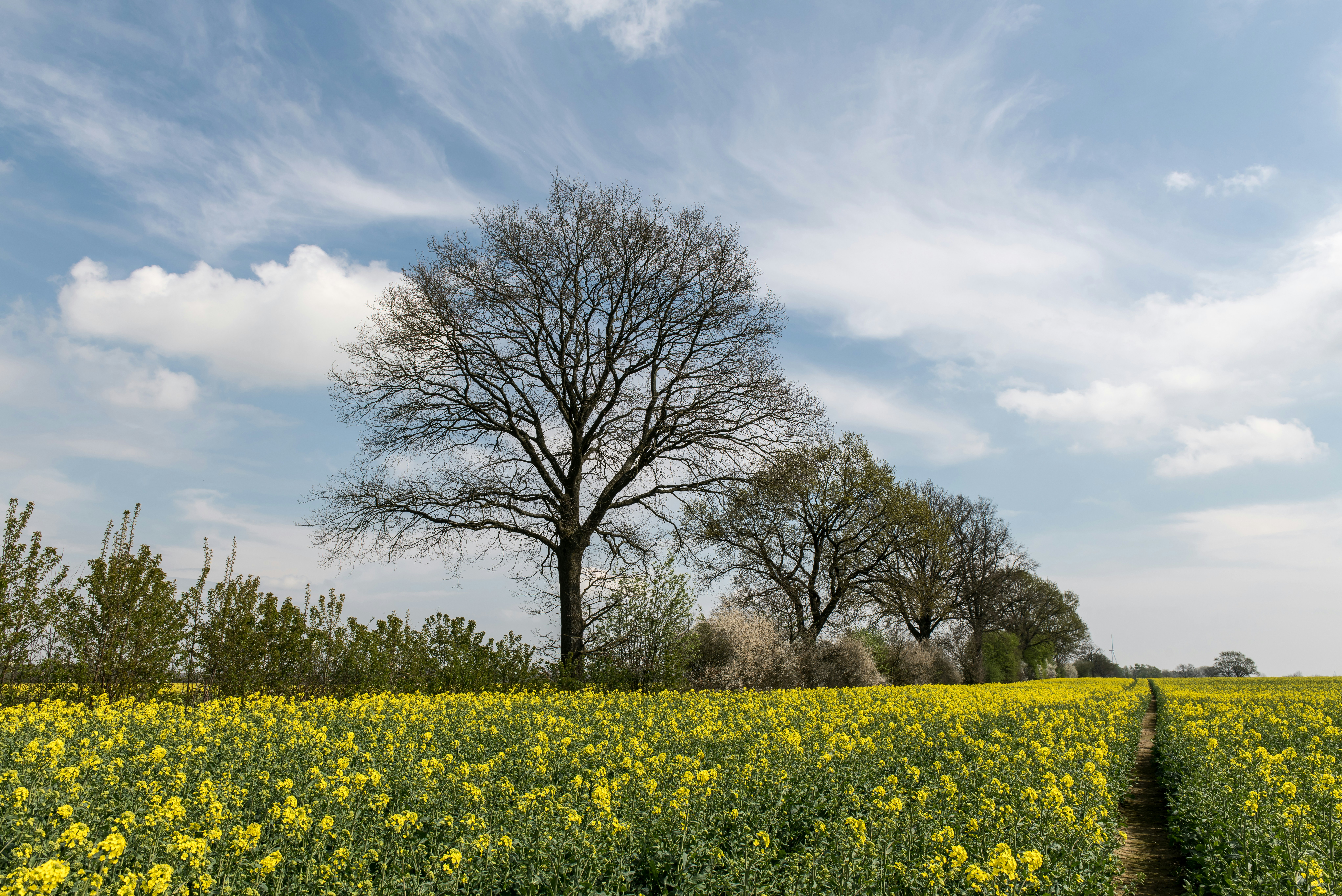 Canopy of Spring: A solitary tree Beside a Golden Mosaic Field