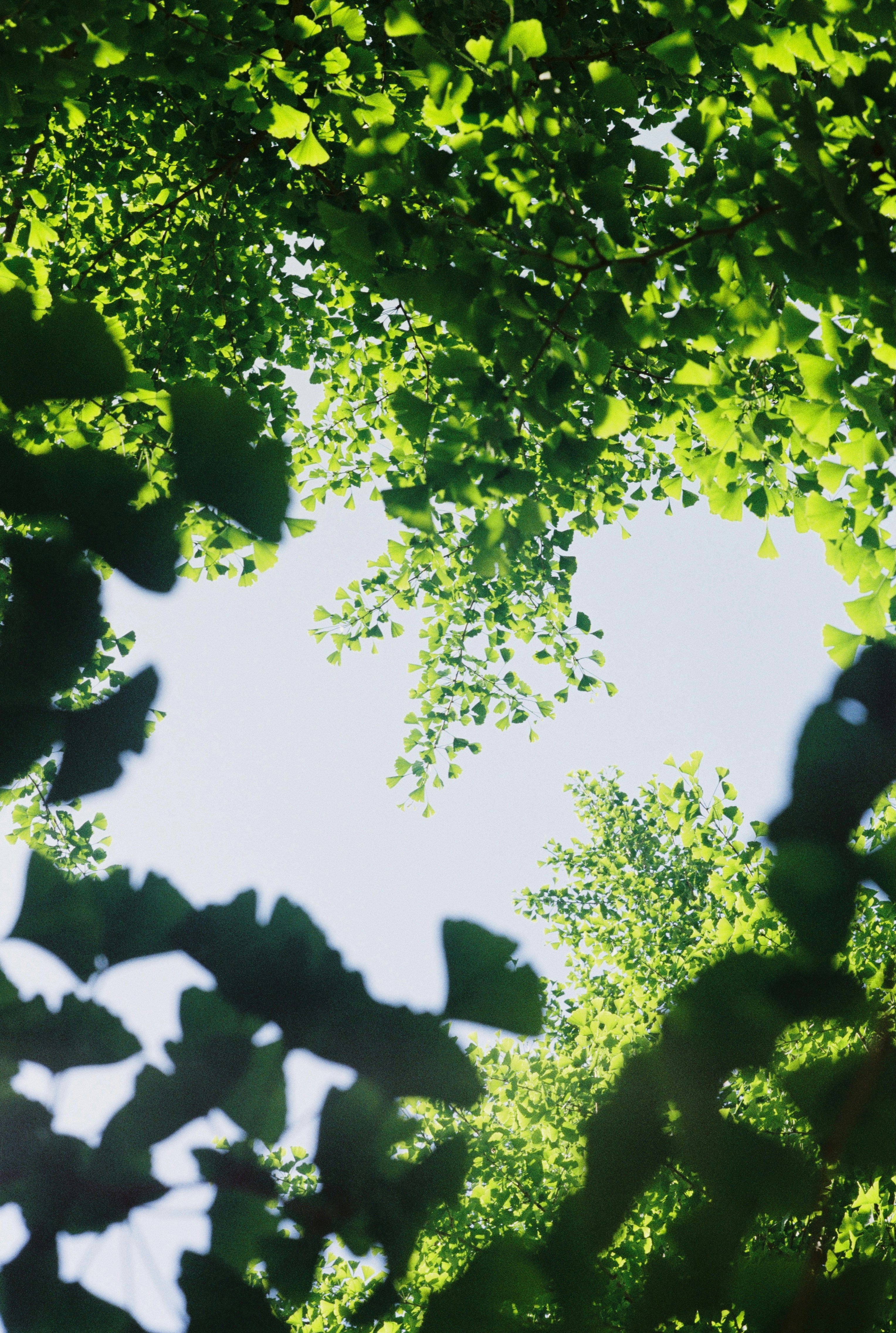Skyward Canopy: Sunlit Leaves Framing an Open Sky