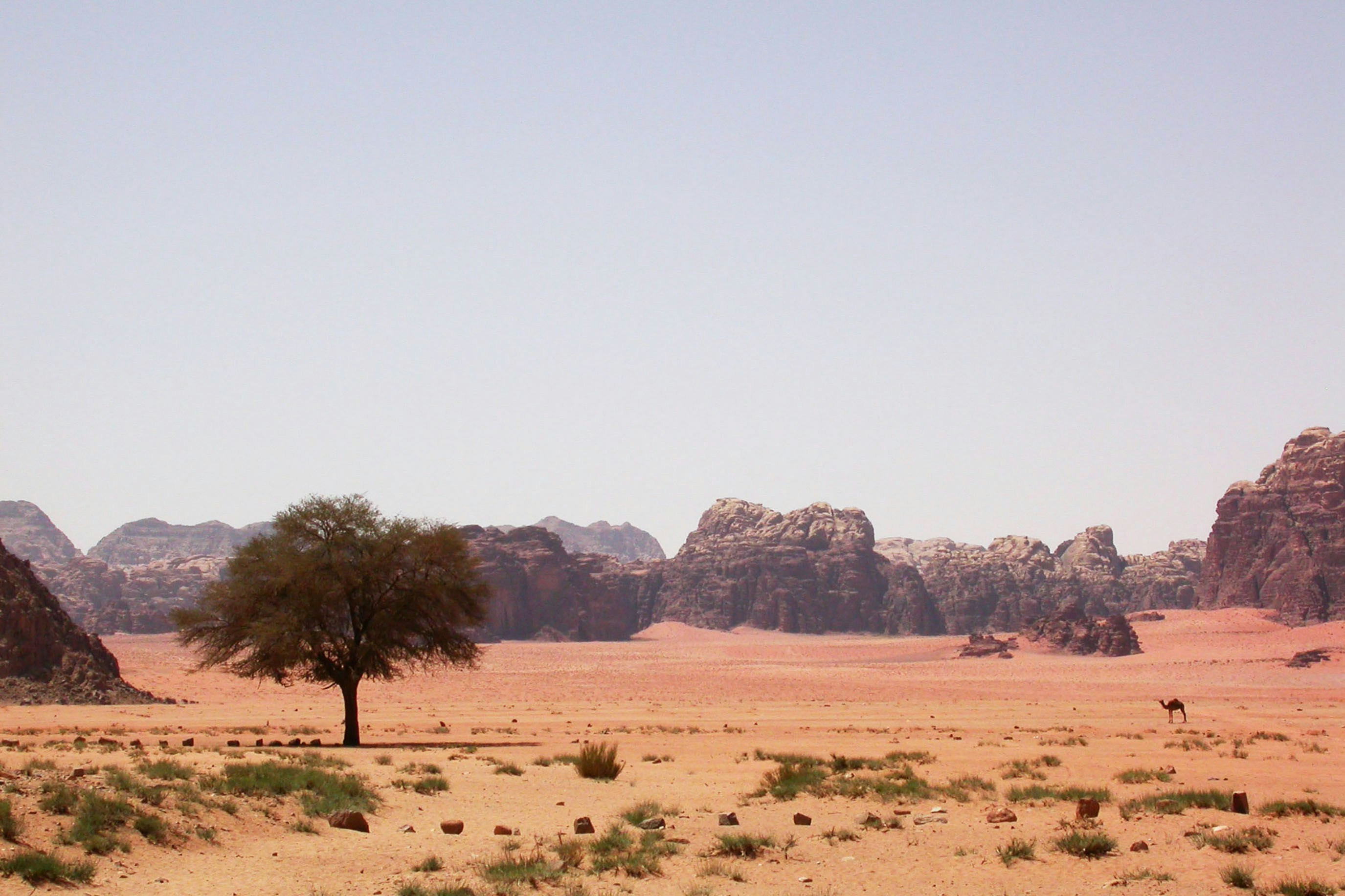 Solitary Tree Beneath the Desert Sky