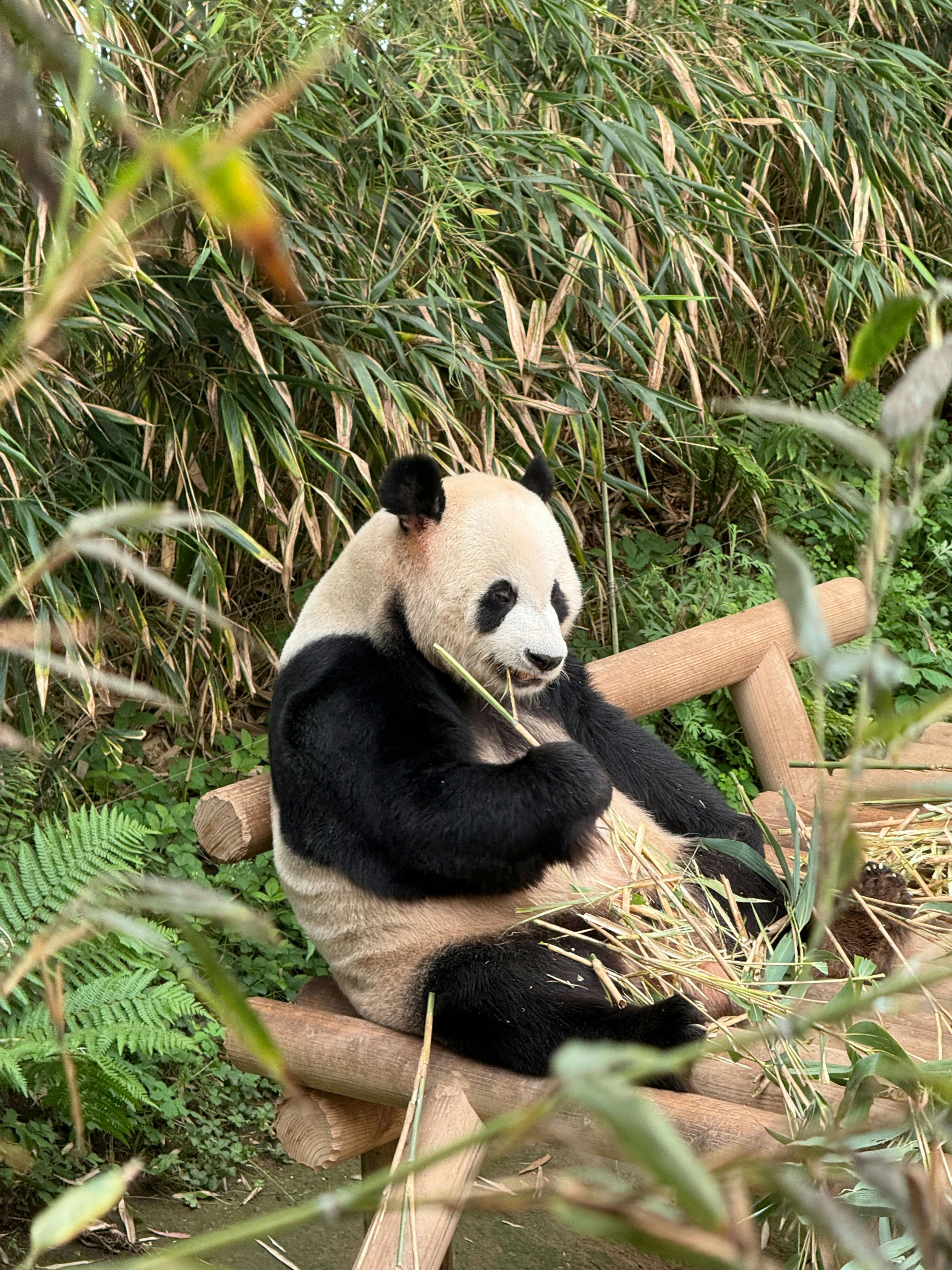 Panda in a Bamboo Glade: Quiet Moment on a Wooden Rest