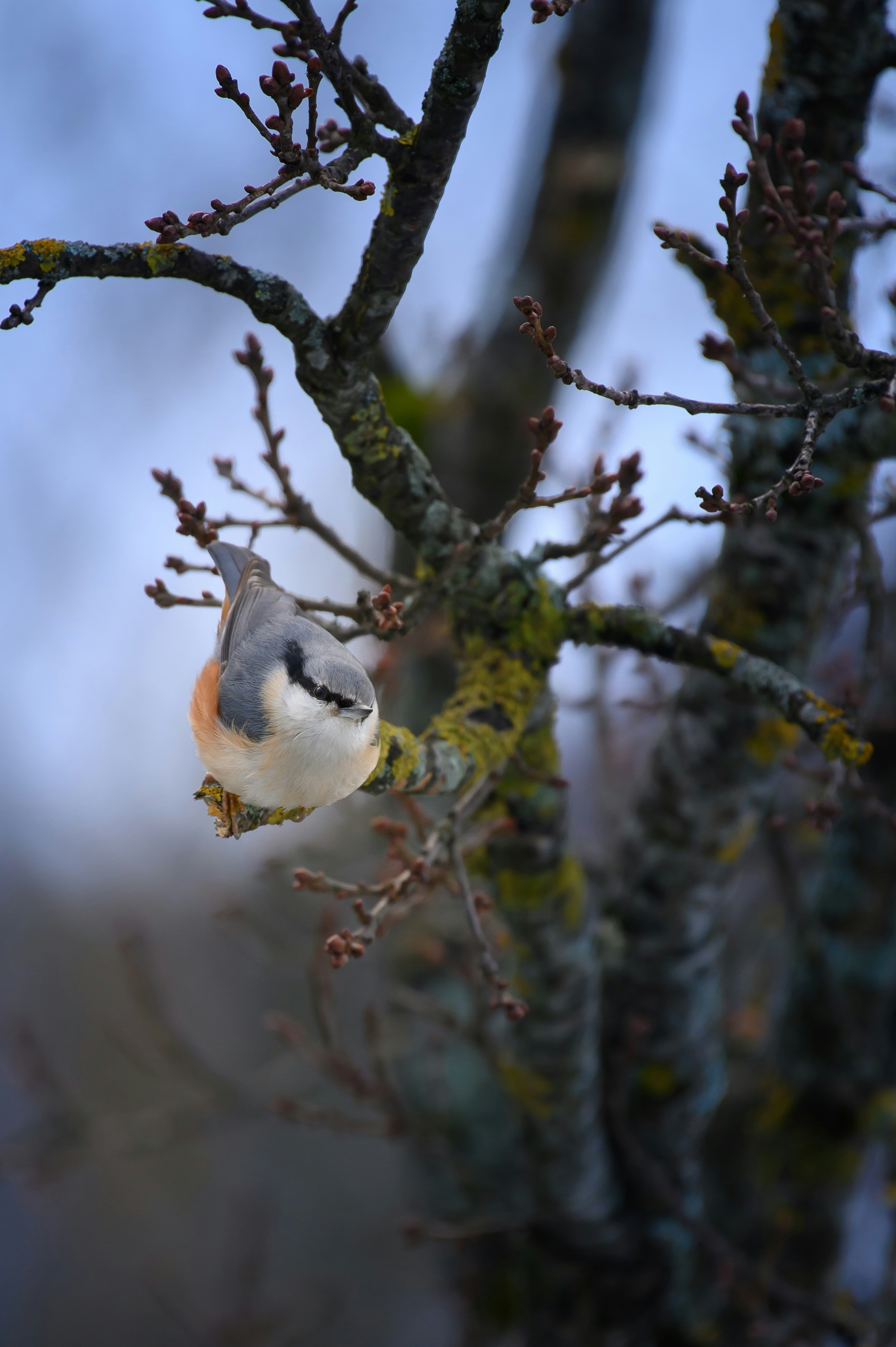 Tiny Ember: A Pendulous Chickadee Clinging to Lichen-Streaked Branches