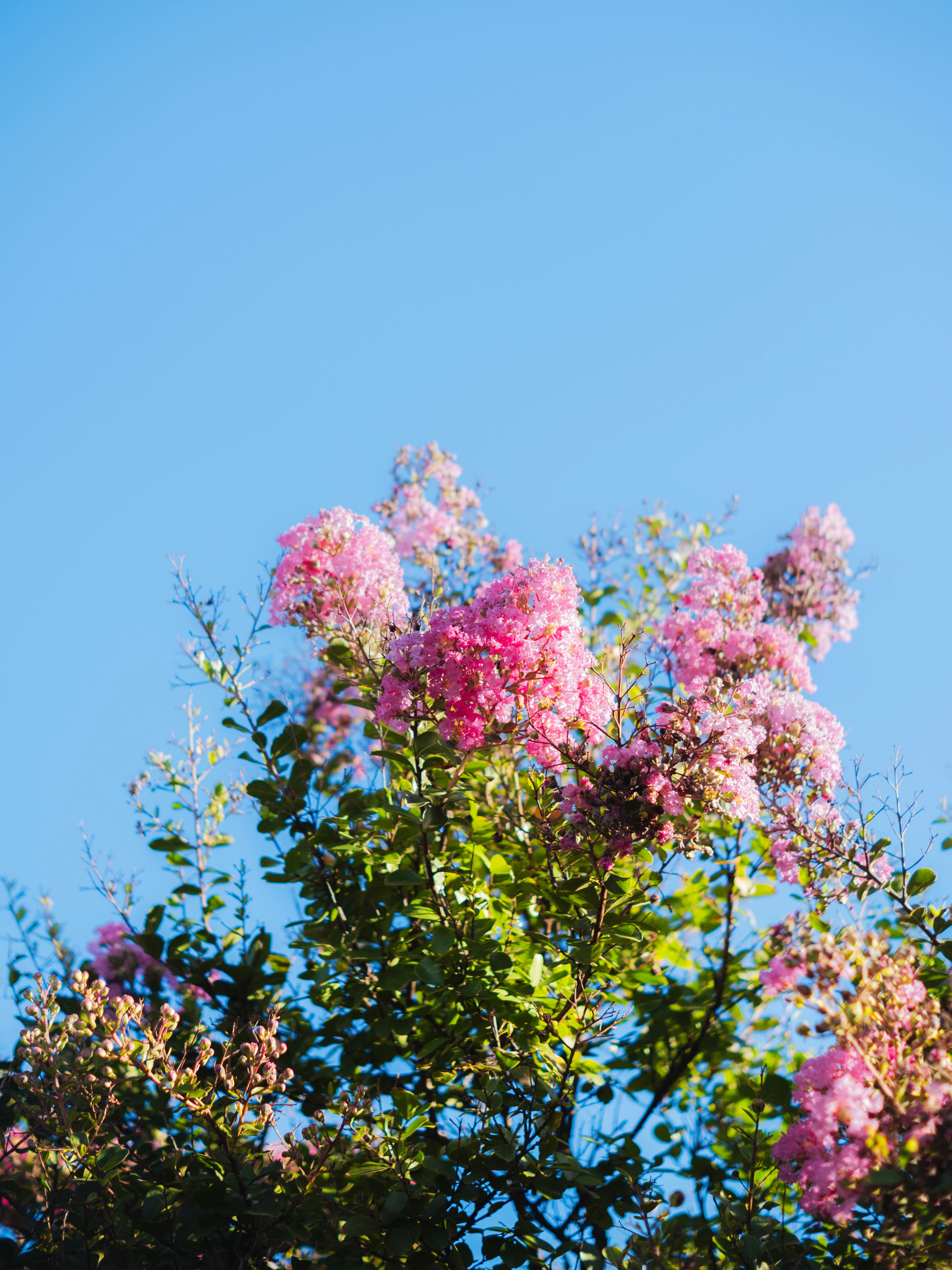 Pink Crests Under a Clear Sky