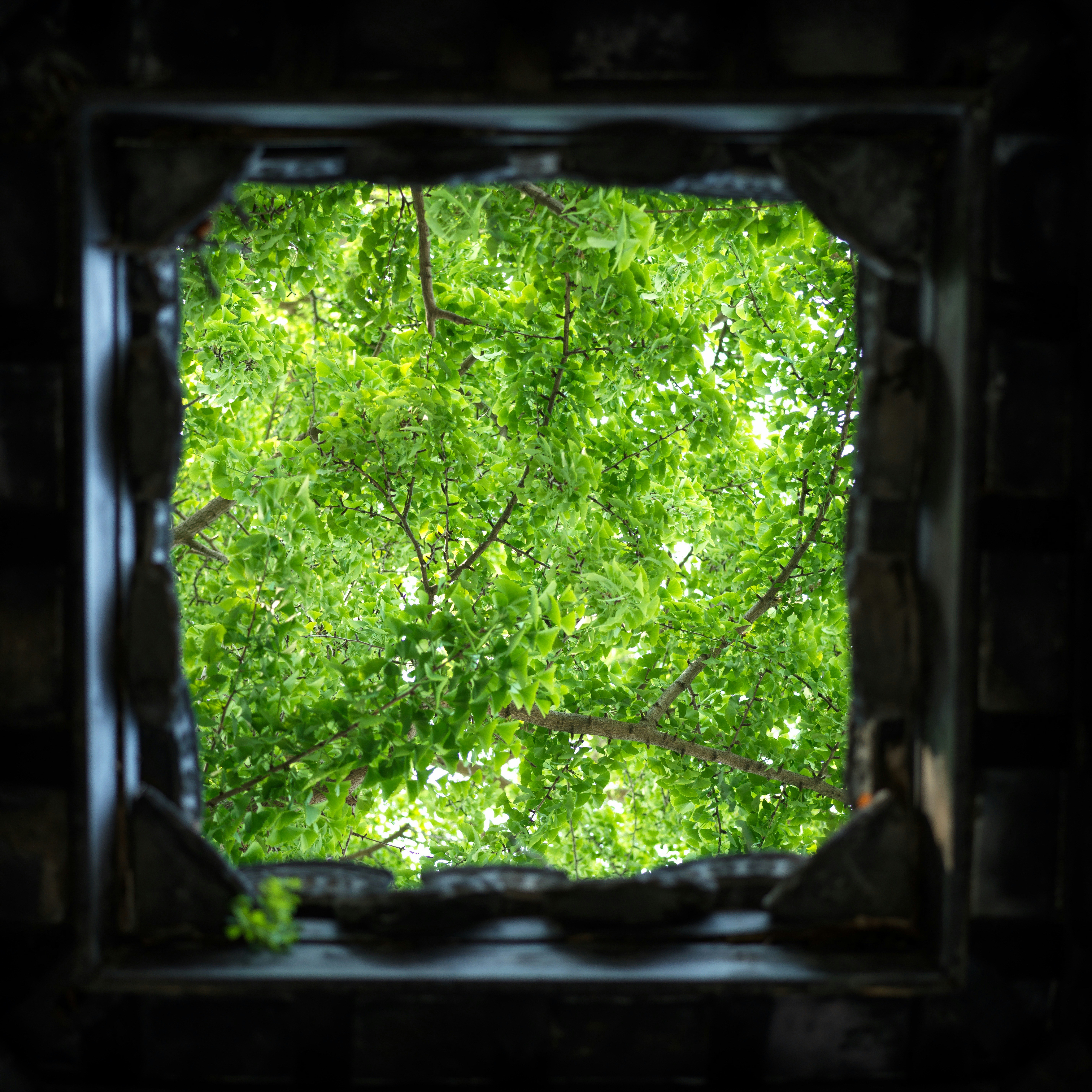 Opening to the Canopy: Framed Skyward Through an Ancient Window