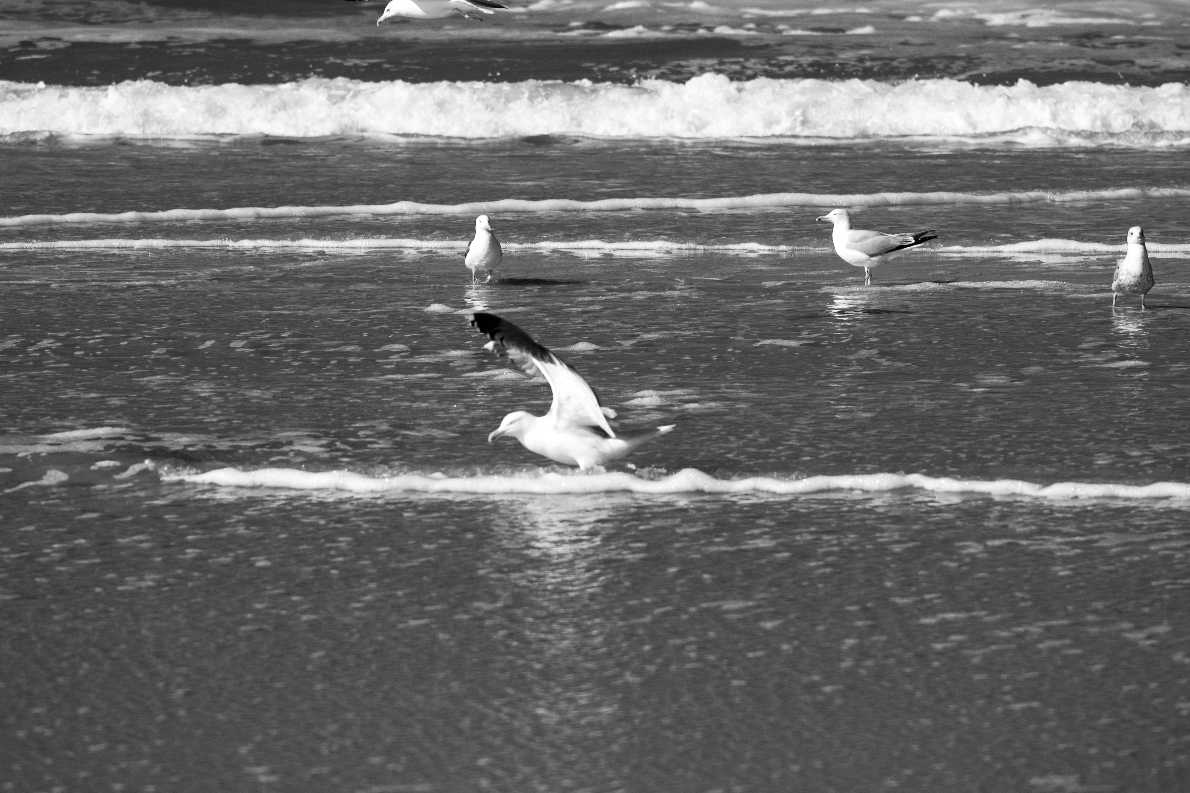Seabirds in the Surf: A Quiet Moment of Wing and Wave