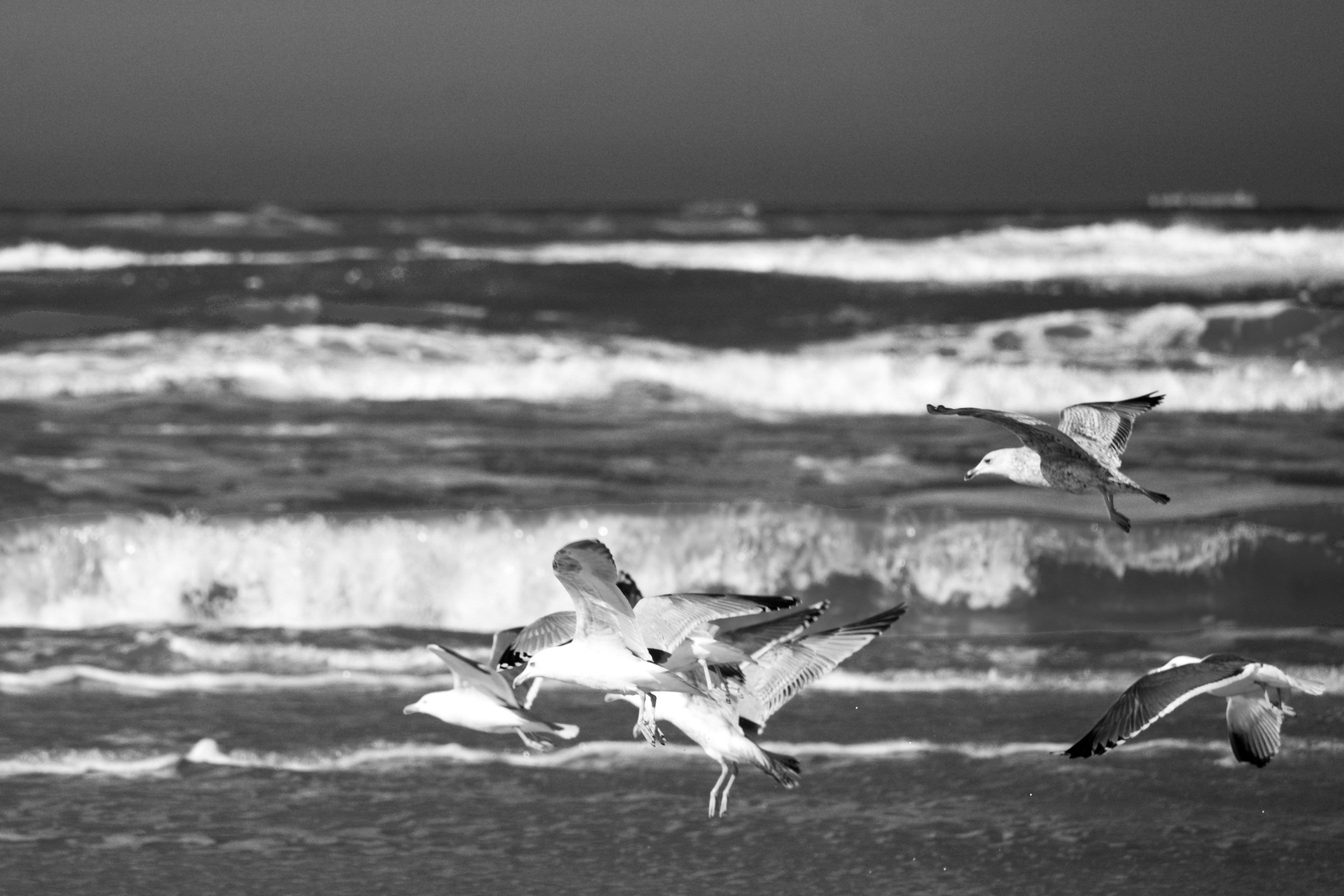 Seagulls Take Flight Over Breakers at Gray Shore
