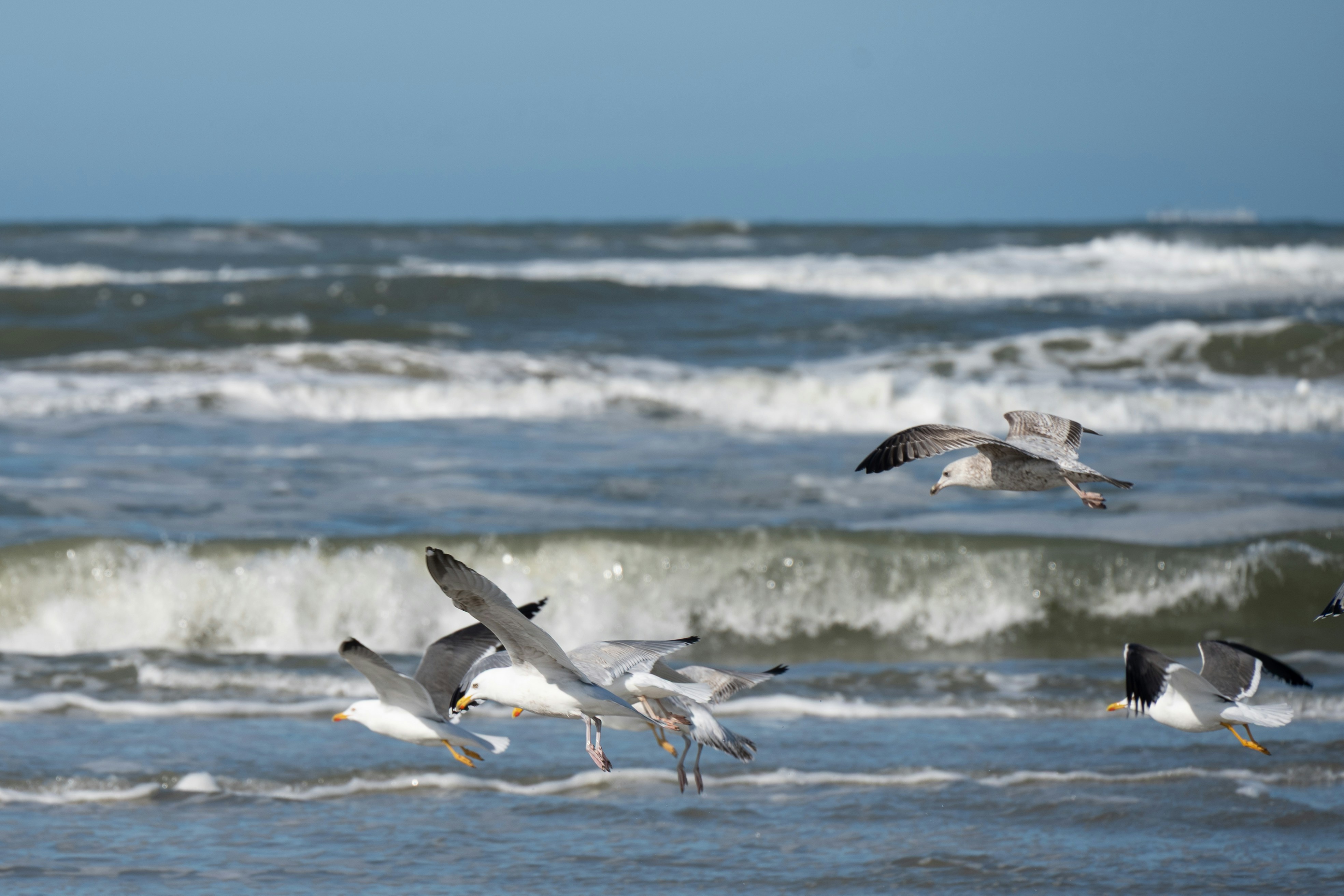 Gulls in the Rippling Horizon