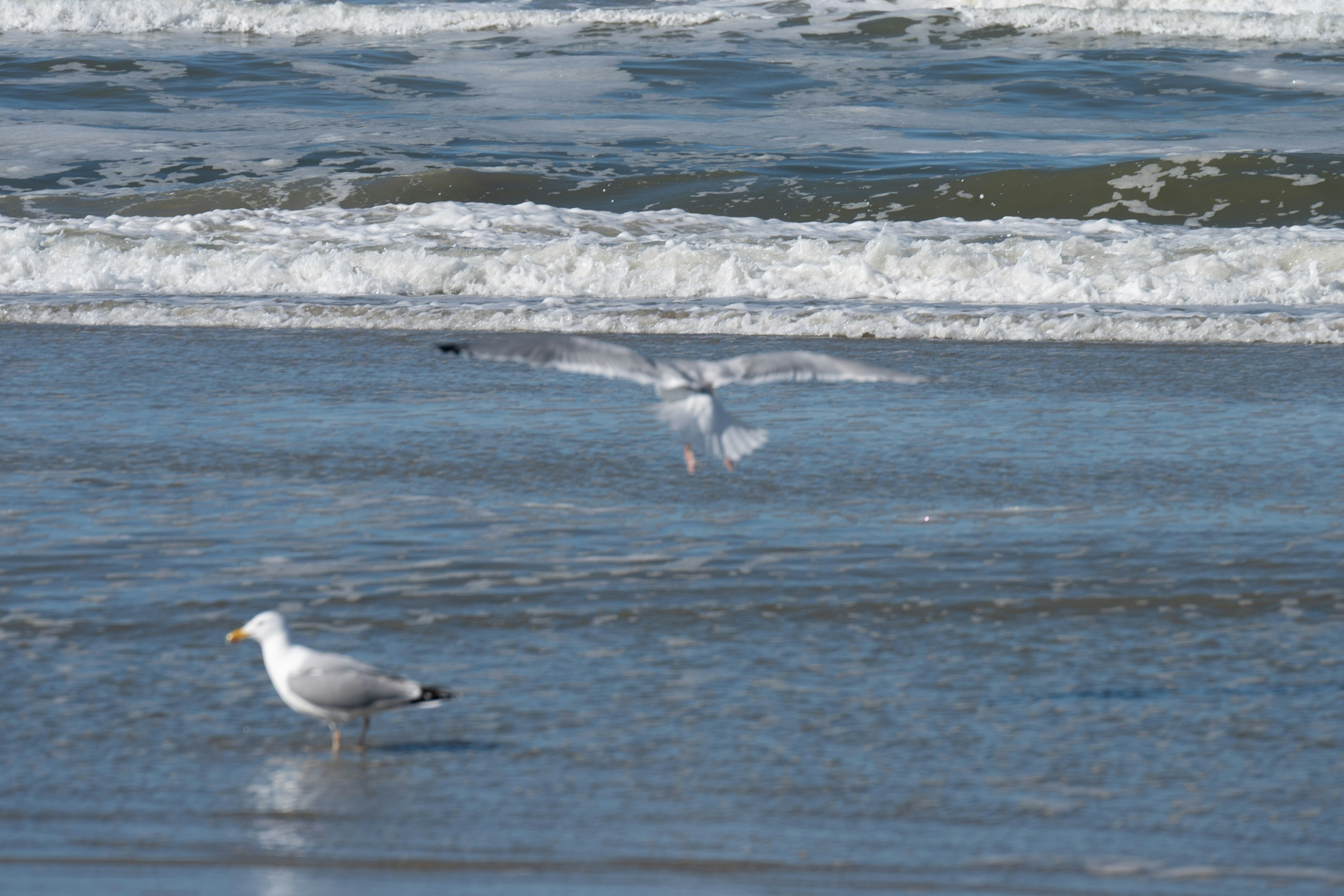 Seaside Gull: A Quiet Vigil by the Tides