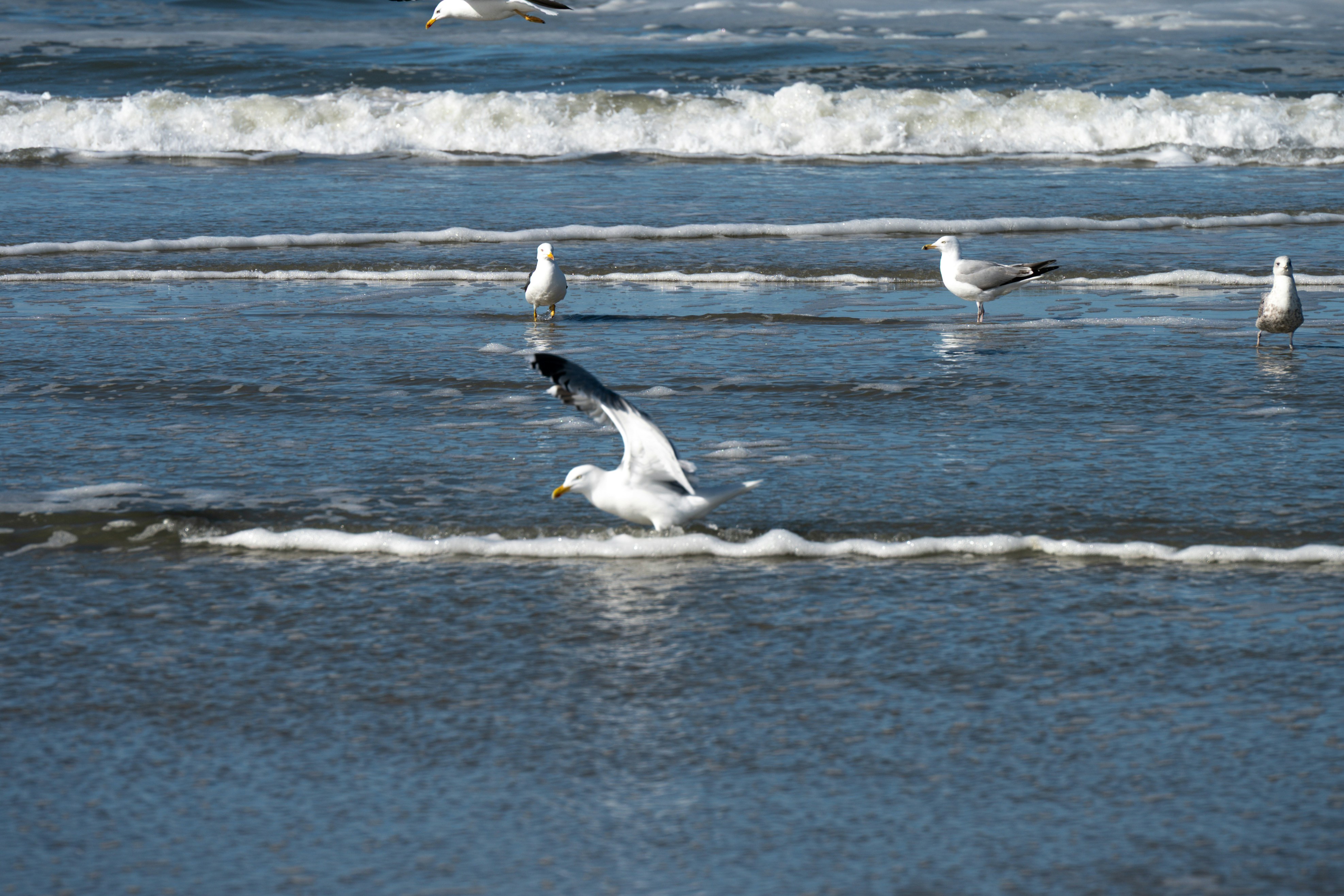 Waves and Wings: Seagulls in Reefing Light