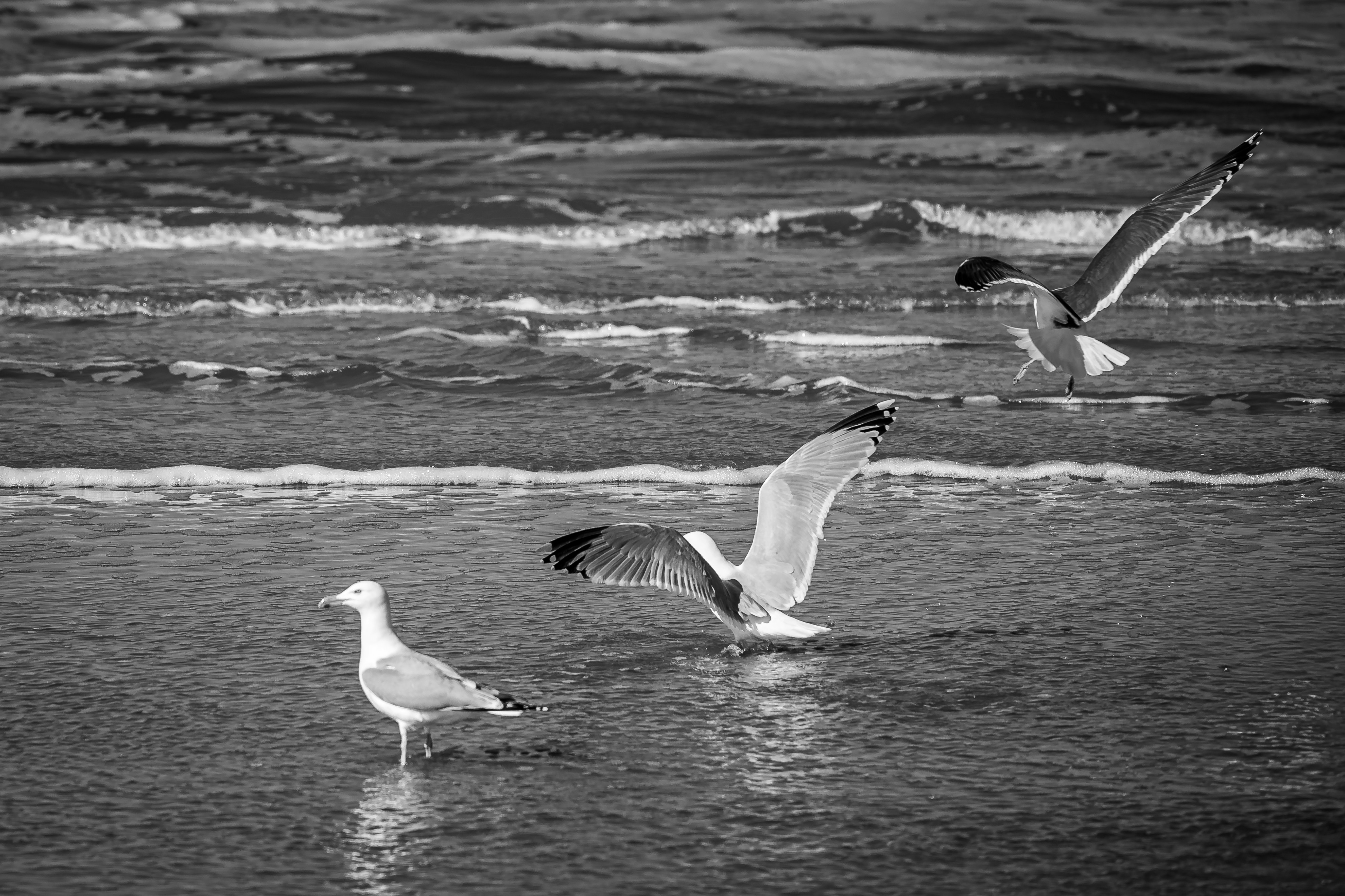 Muted Tide: Seabirds in a Black-and-White Shoreline
