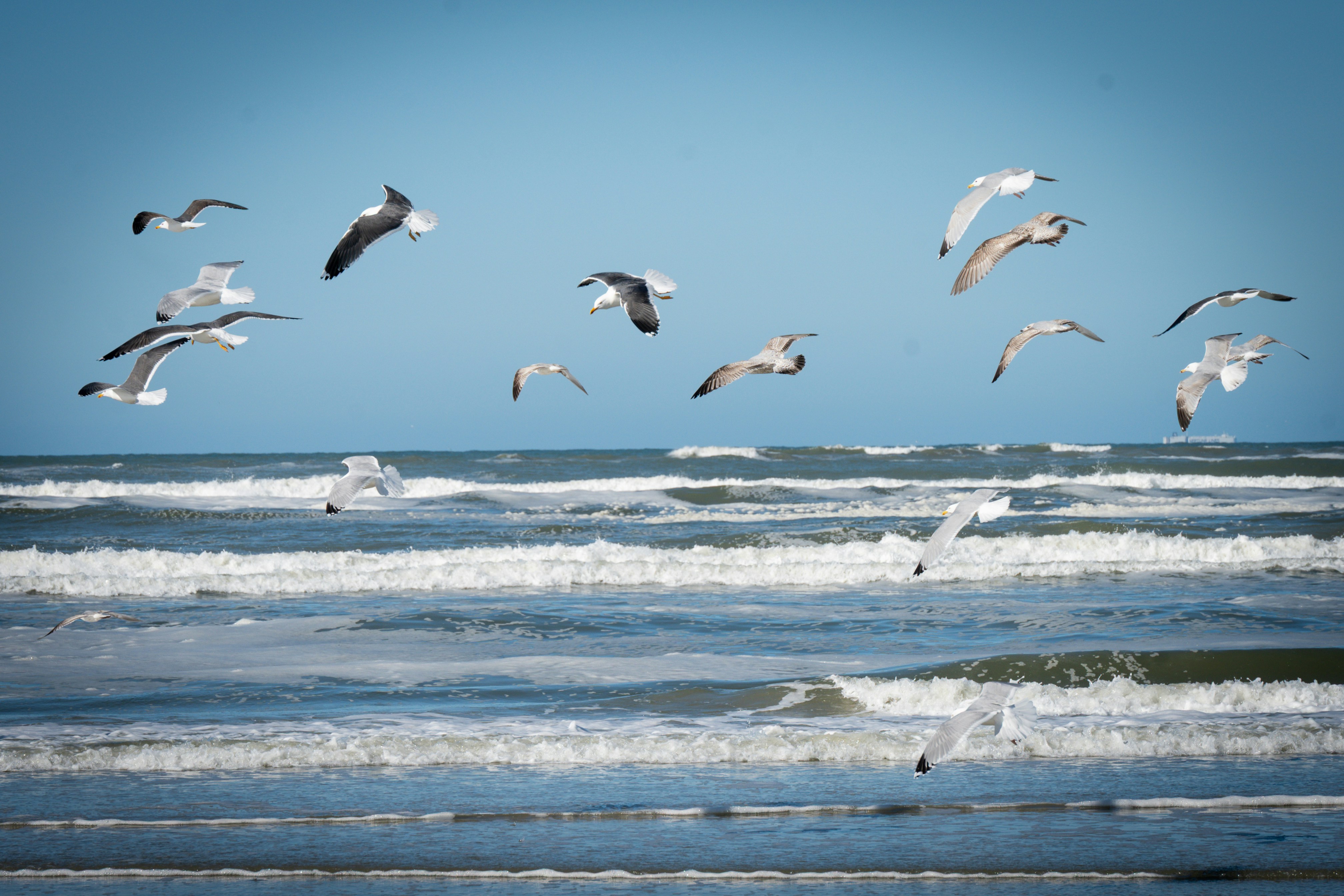 Migratory Flight Over Coastal Breakers
