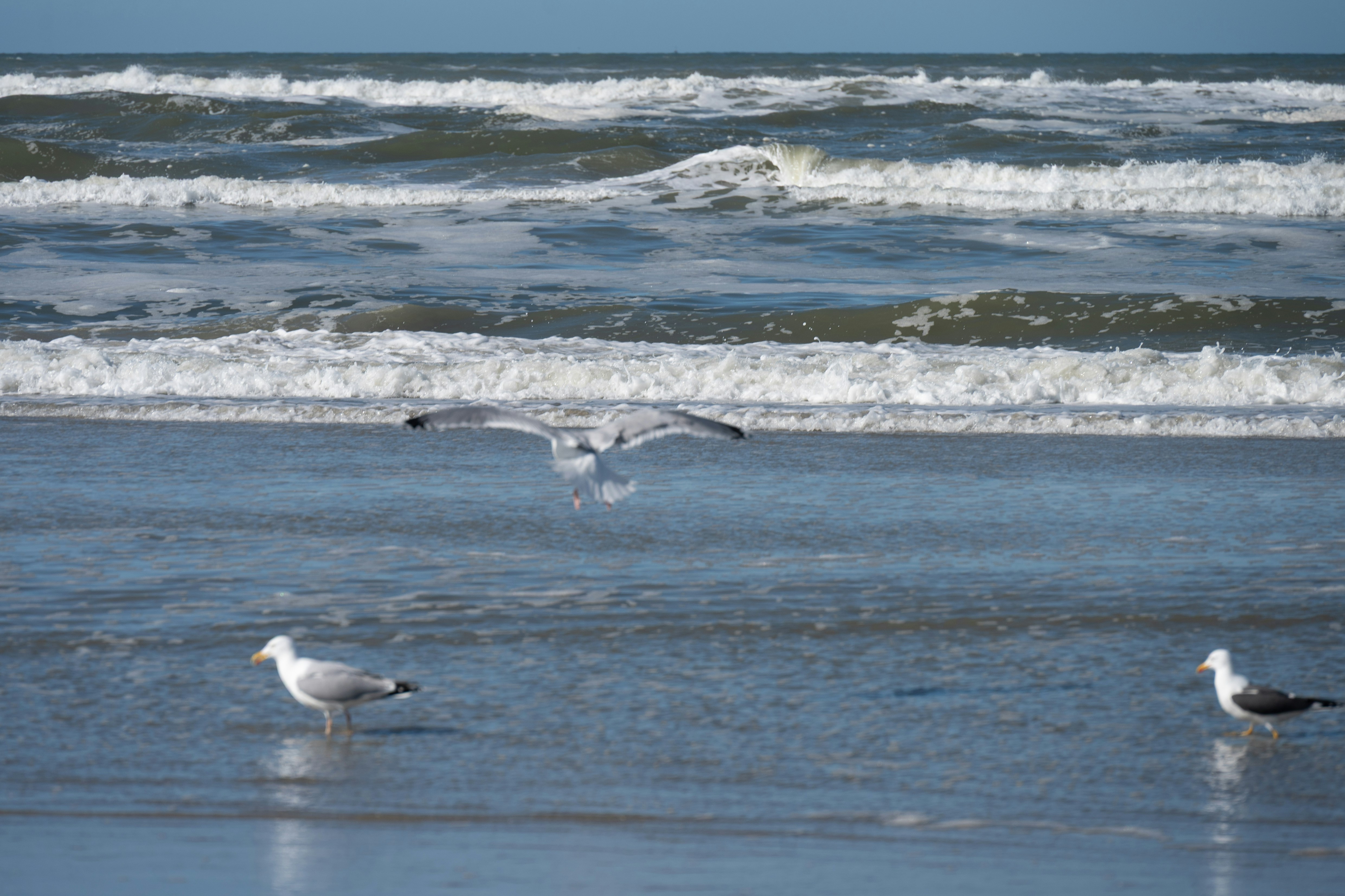 Seabirds at Distant Shoreline: Quiet Moment Amid Rolling Waves
