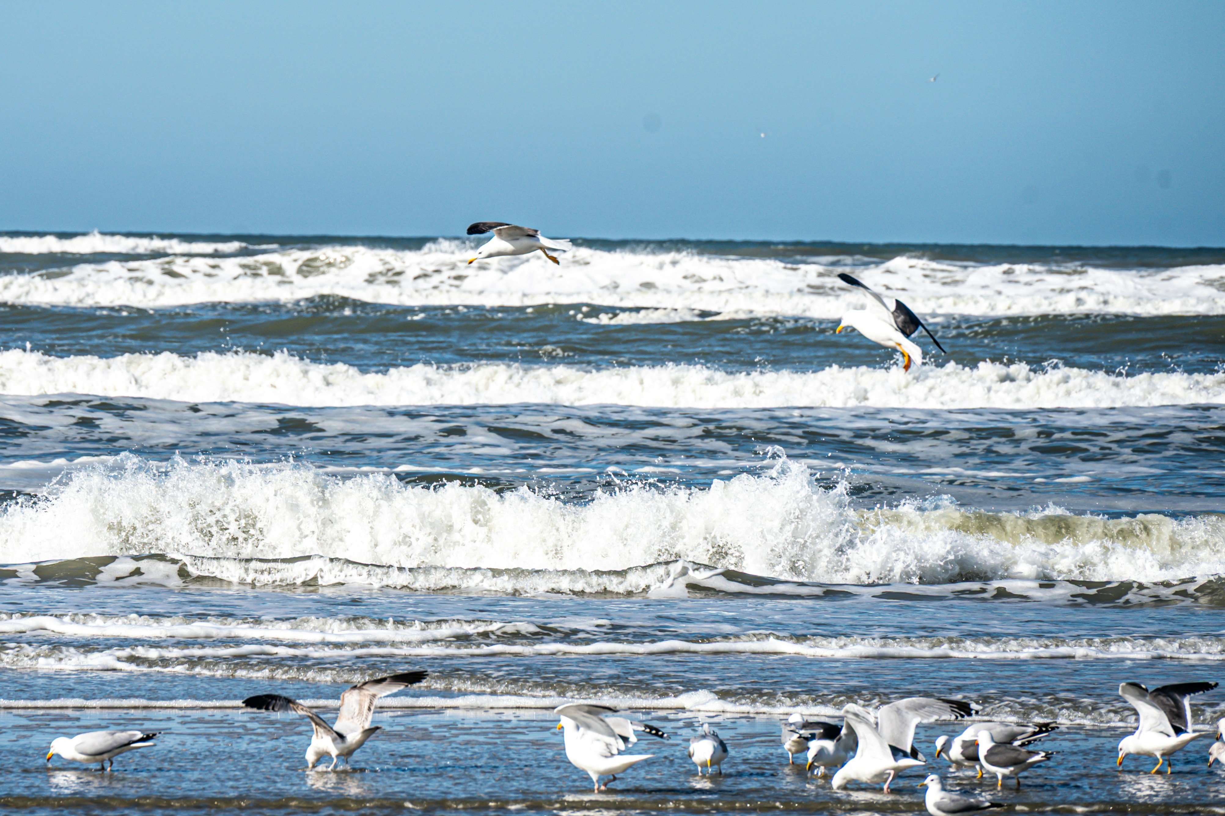 Seabirds in Motion: A Coastal Chapter of Waves and White islets
