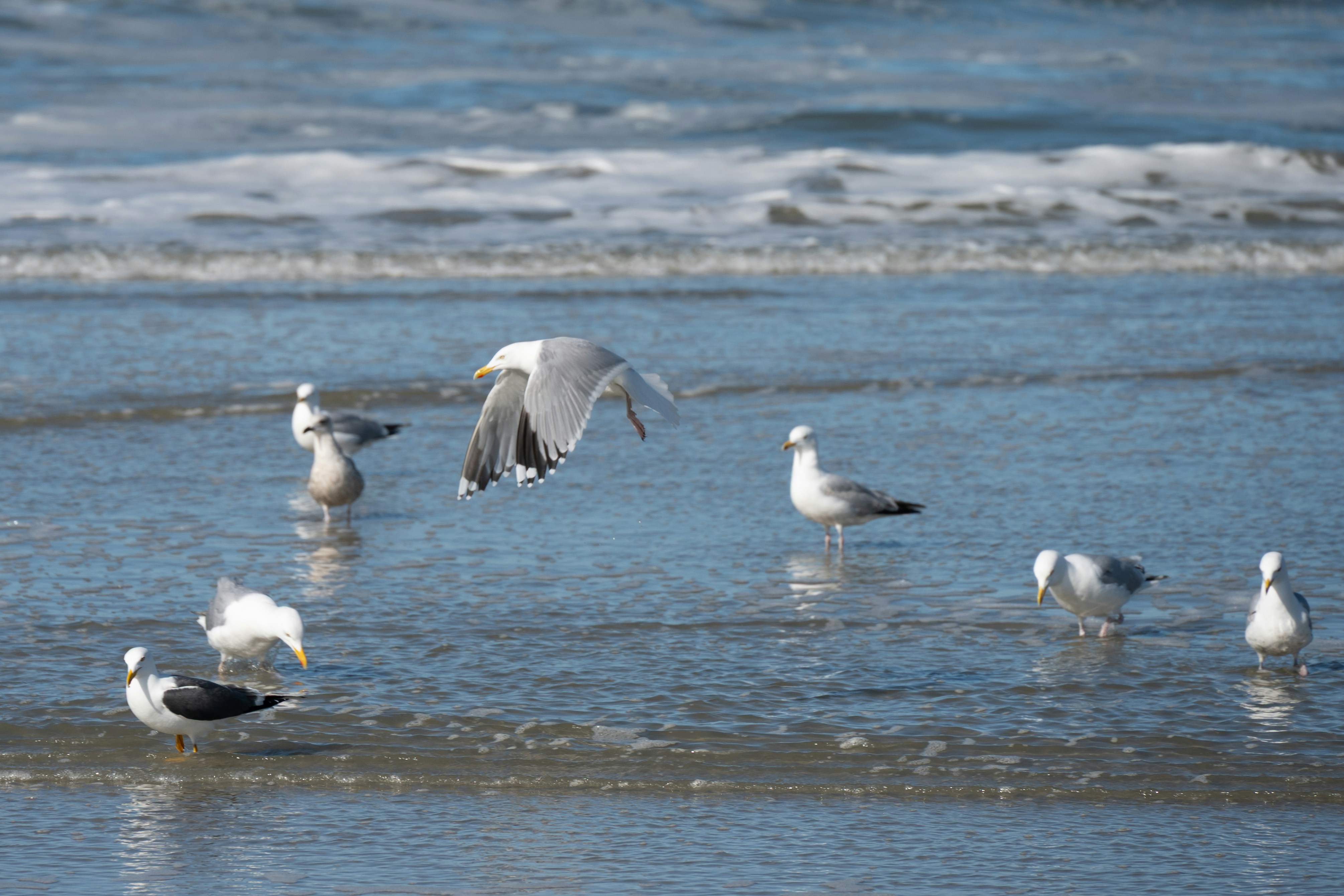 Seabirds at Dawn: A Quiet Shuffle Along the Tidal Edge