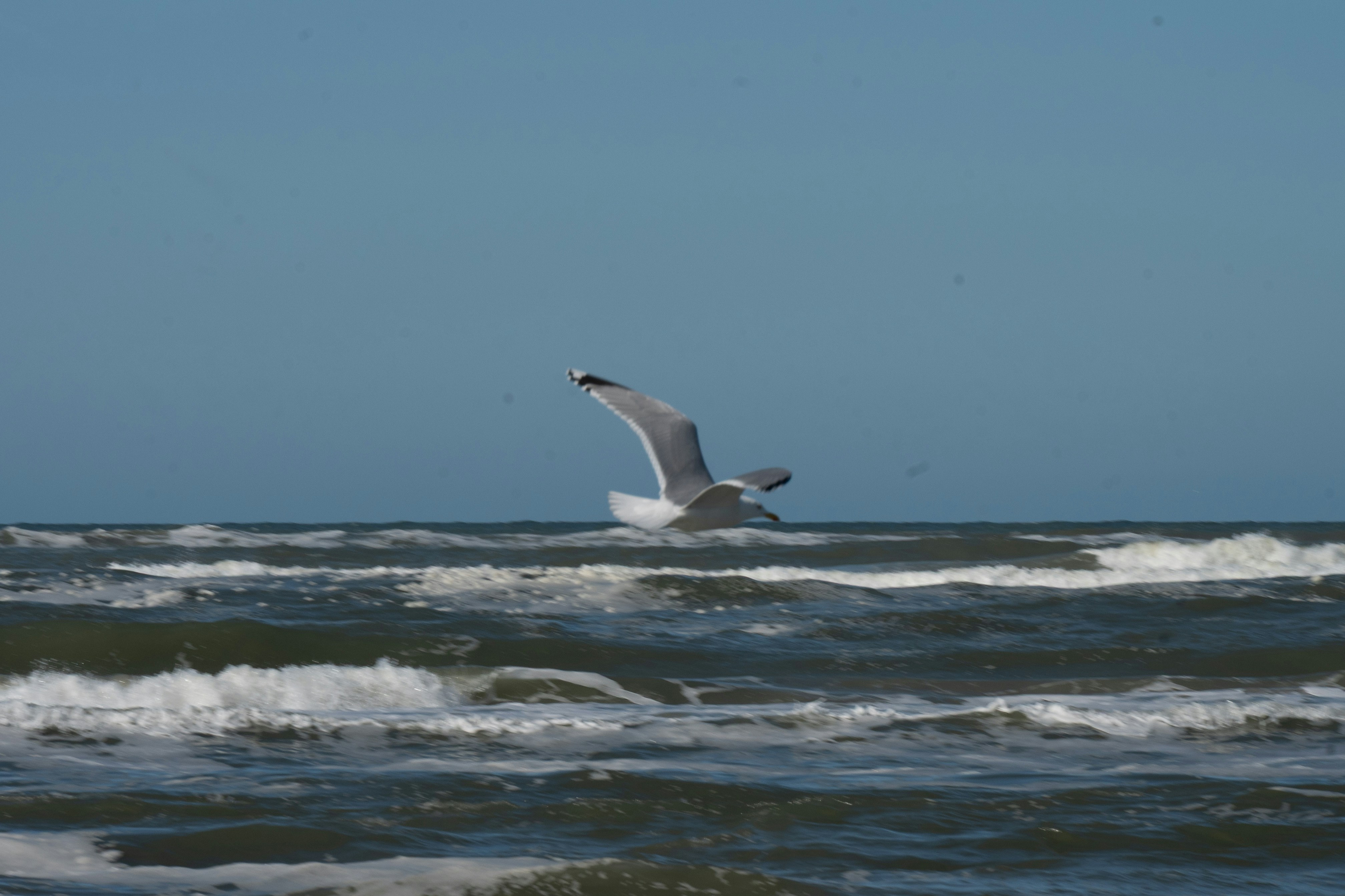 Lone Gull Over the Indigo Breakers