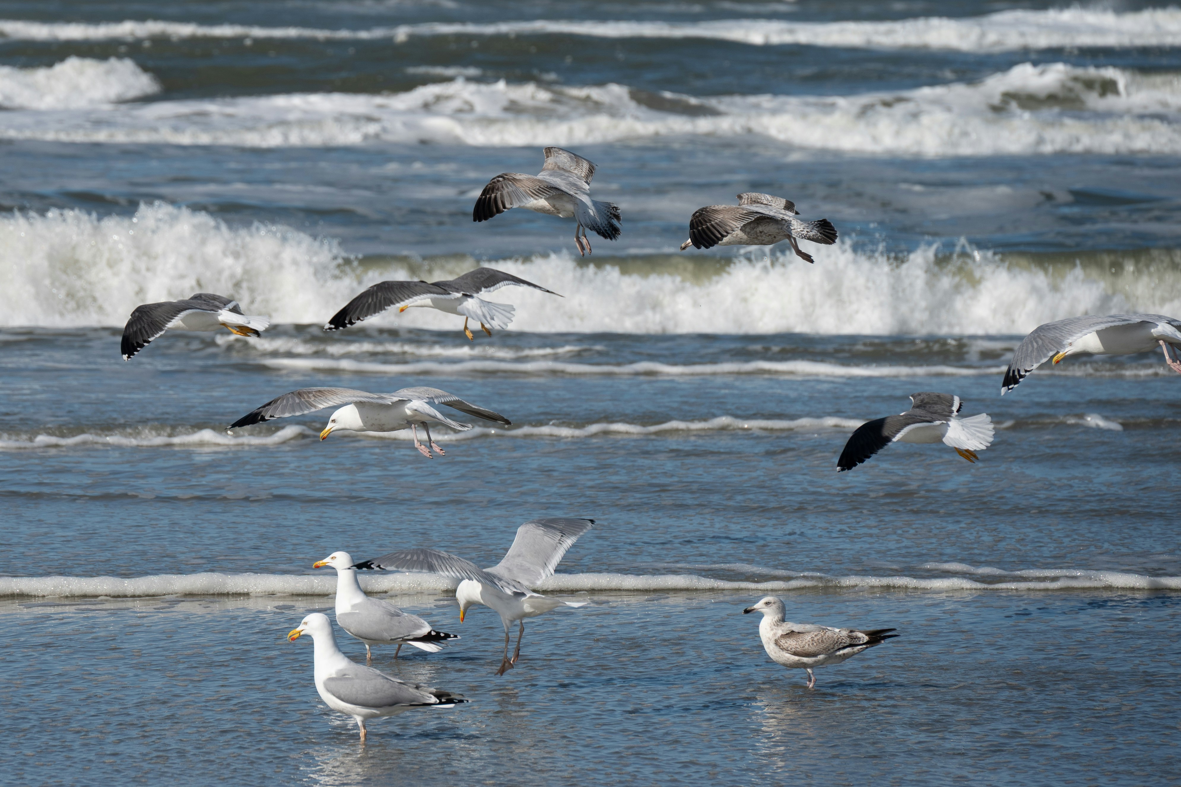 Surf and Shoreline Confluence: A Flock of Seabirds in a Tidal Moment