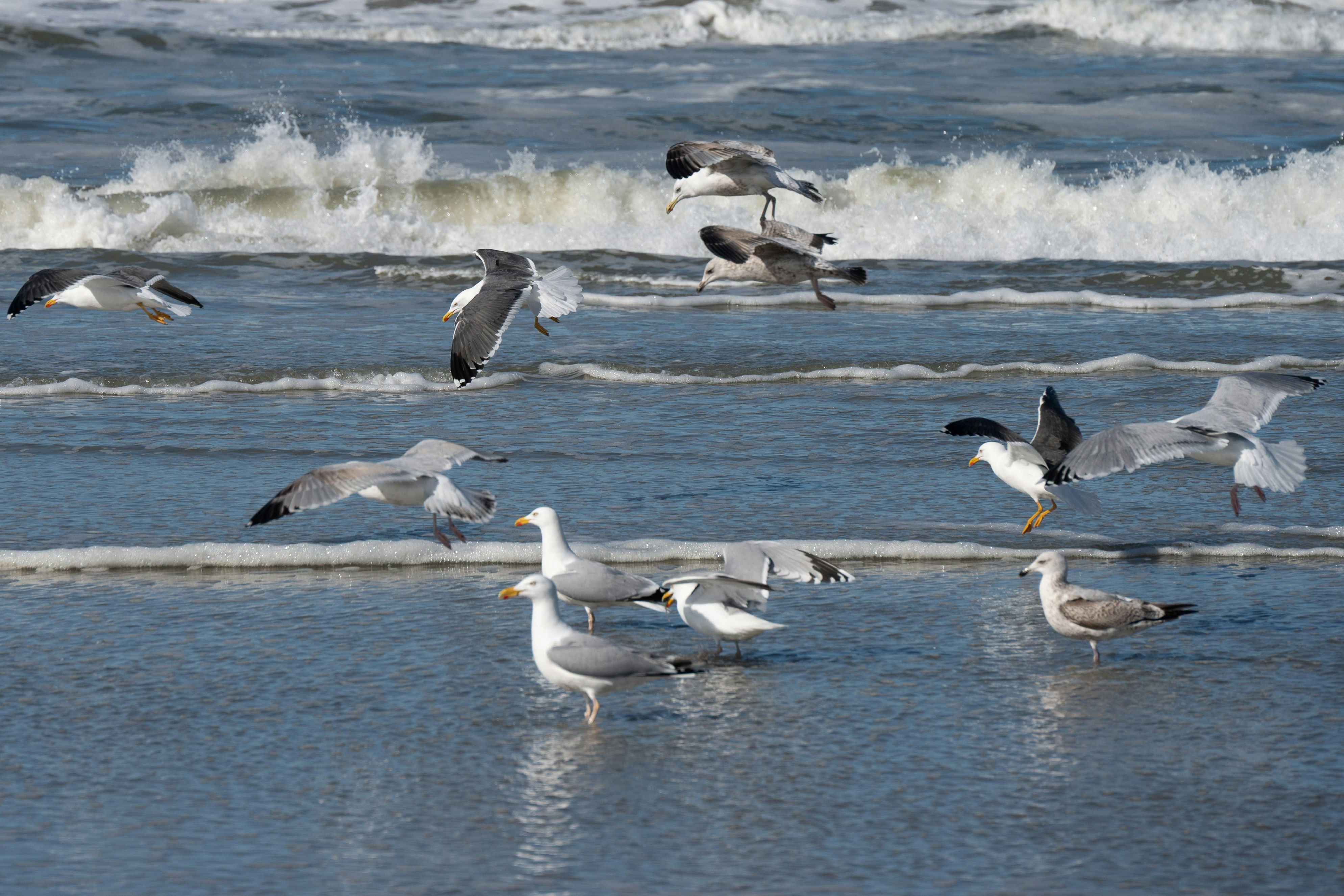 Flight of the Wetland Legion: Seabirds Group Over a Choppy Shore