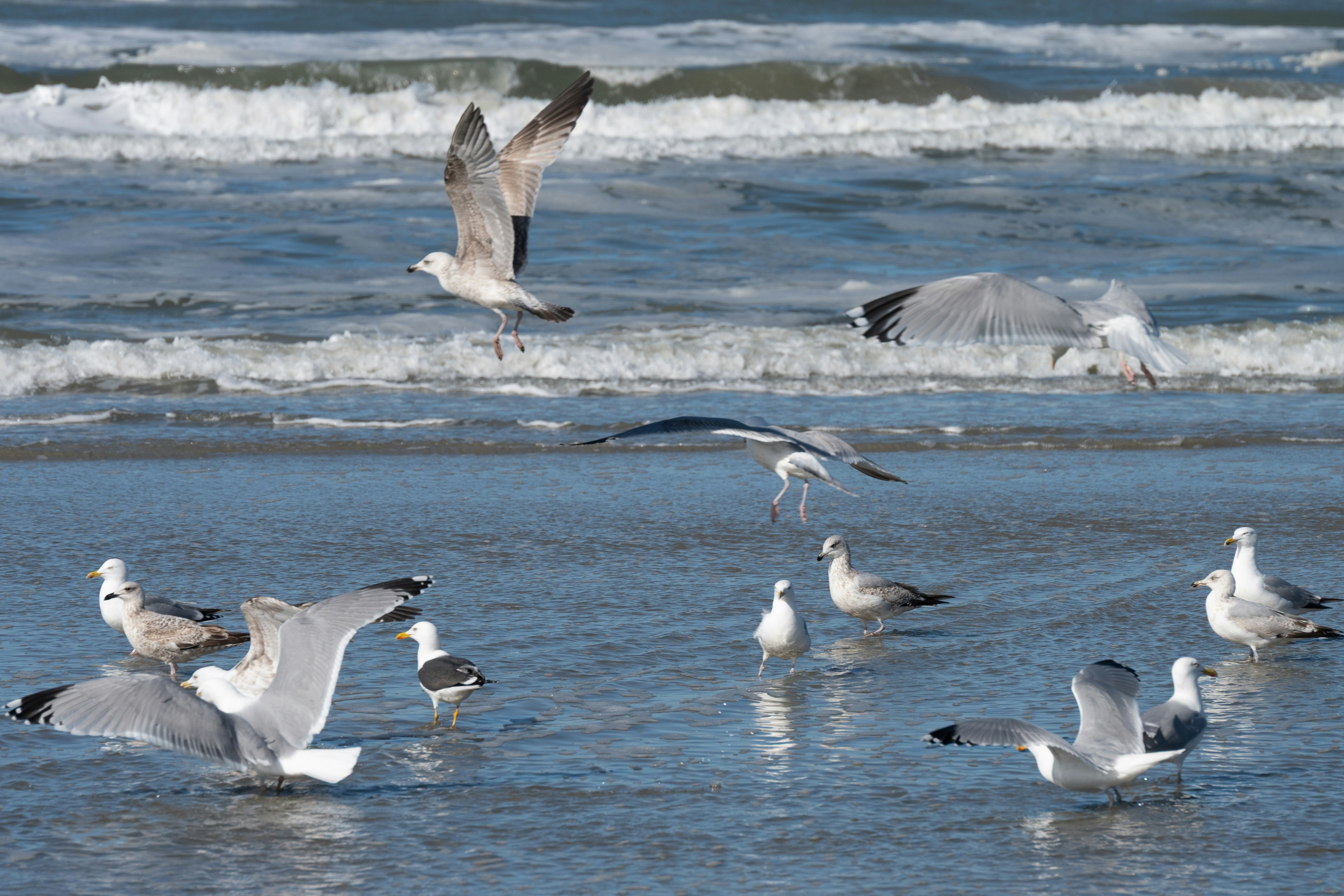 Graceful Landing: A flock of gulls flanking restless waves